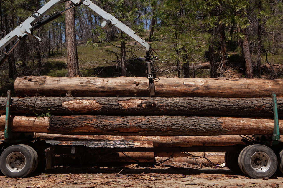 'Devastating': Yosemite accused of clear-cutting sequoia groves