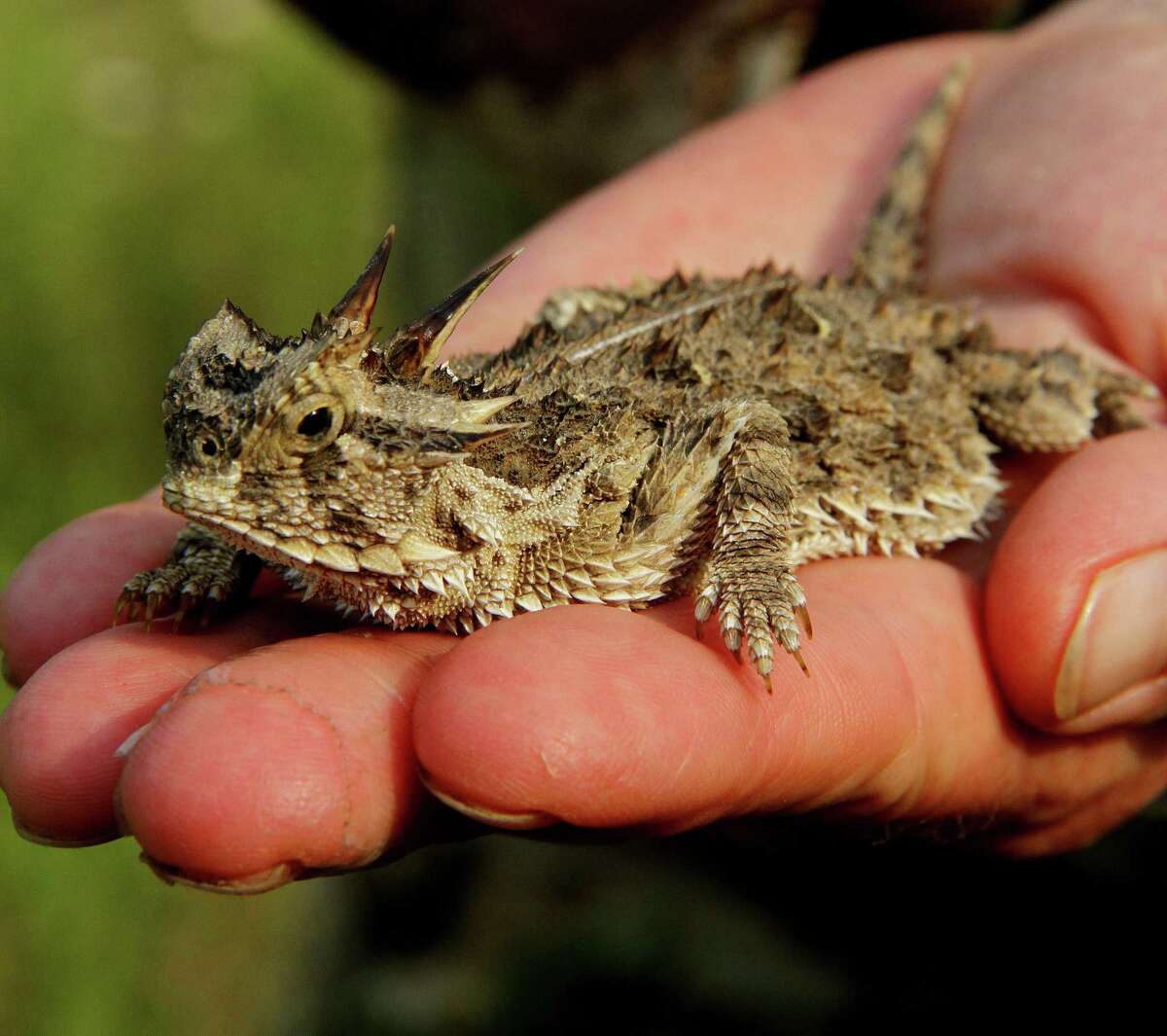 Opinion: Texas wildlife needs help before becoming endangered, and help ...