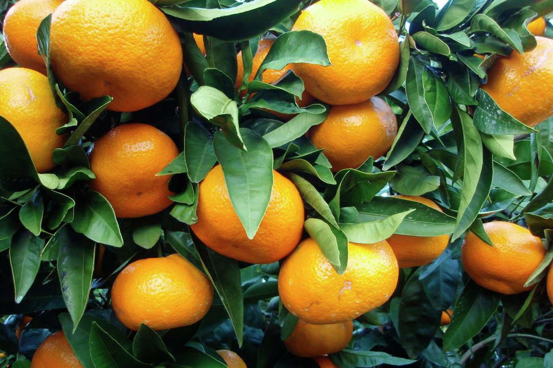 Move over, lemons. Here are 5 juicy tangerines to grow in the Bay Area