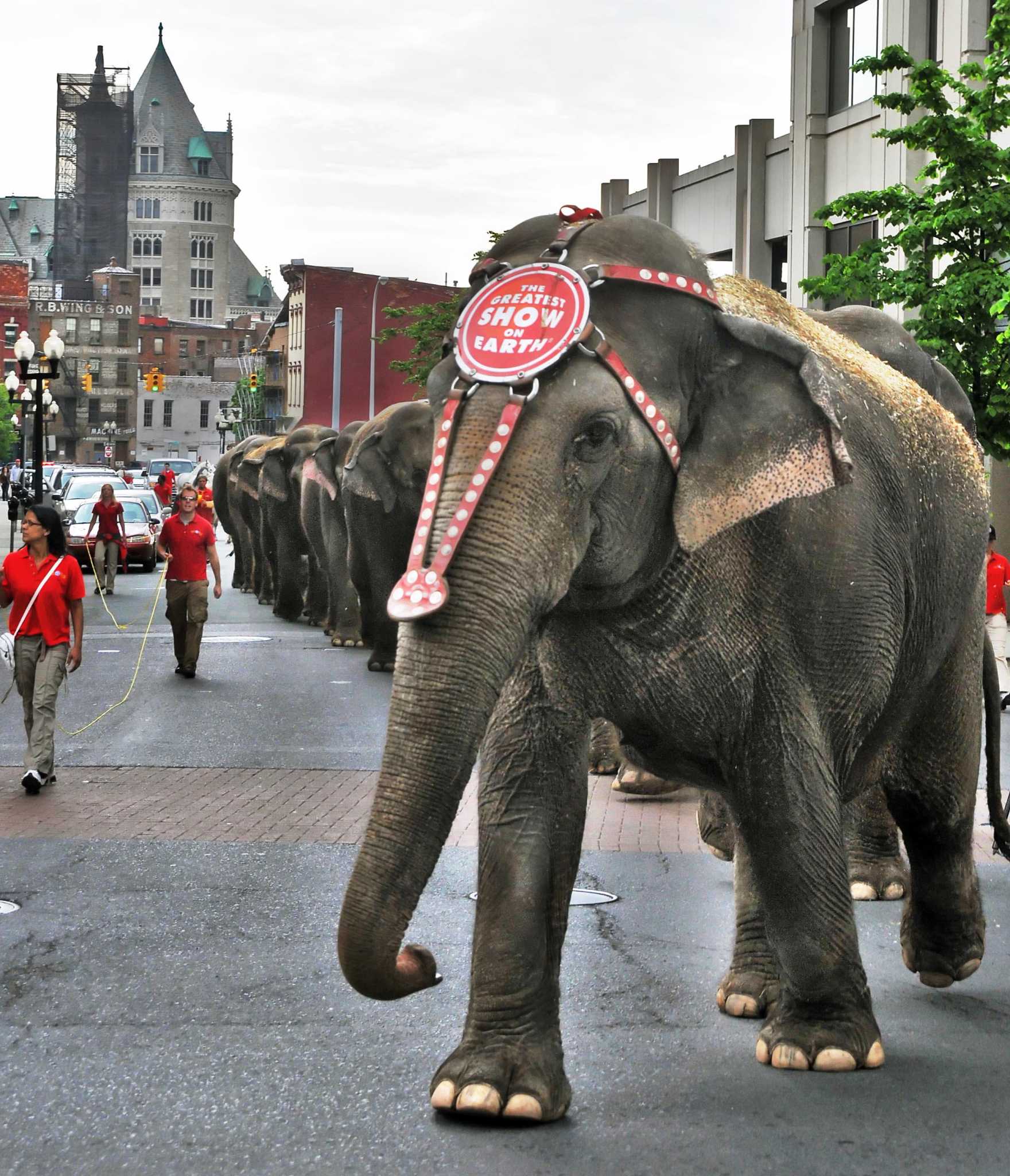 Opinion: Say no to animals in traveling shows