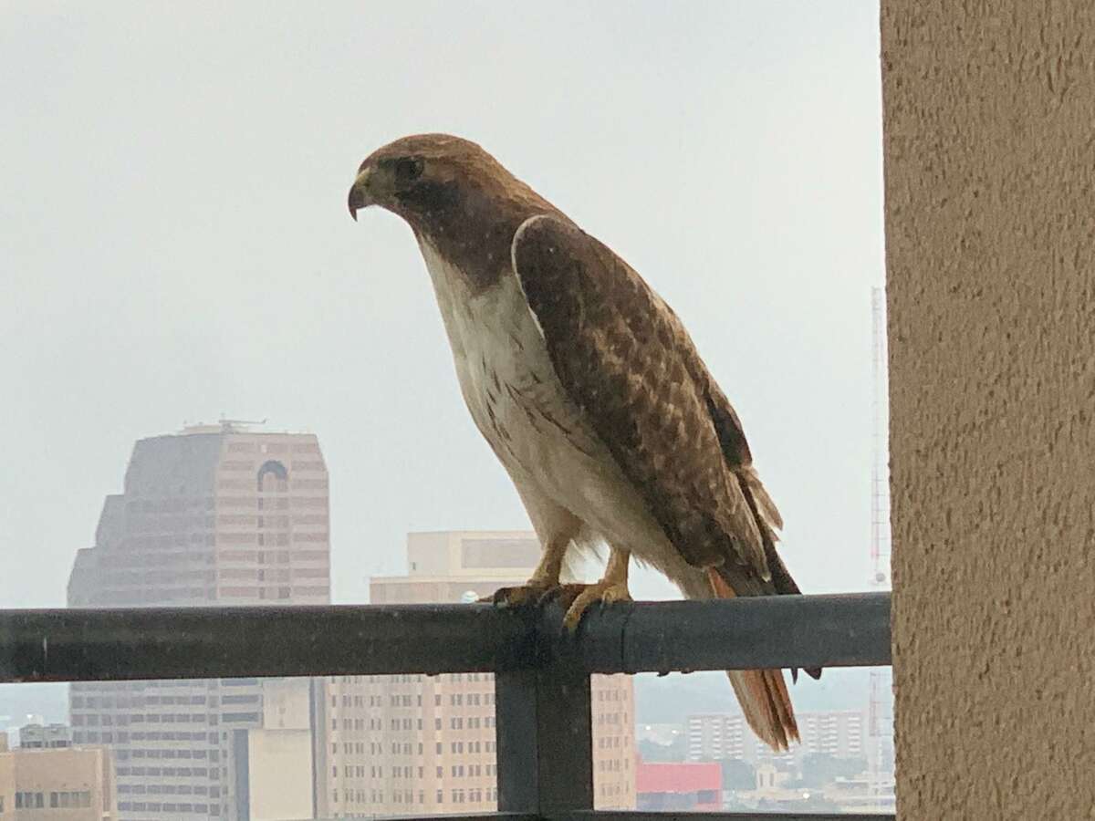 Falcons, hawks regular visitors to downtown San Antonio