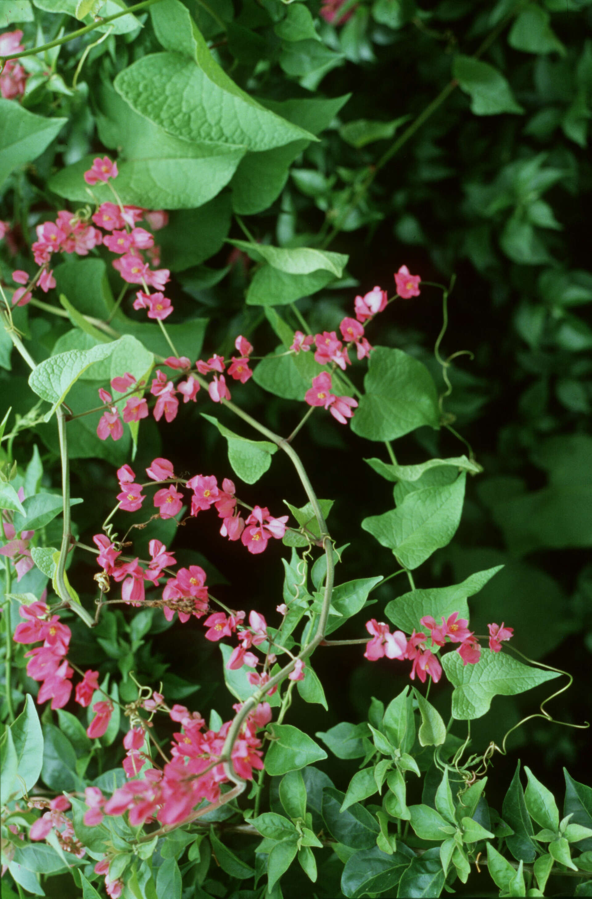 The best and worst vines to plant in San Antonio gardens