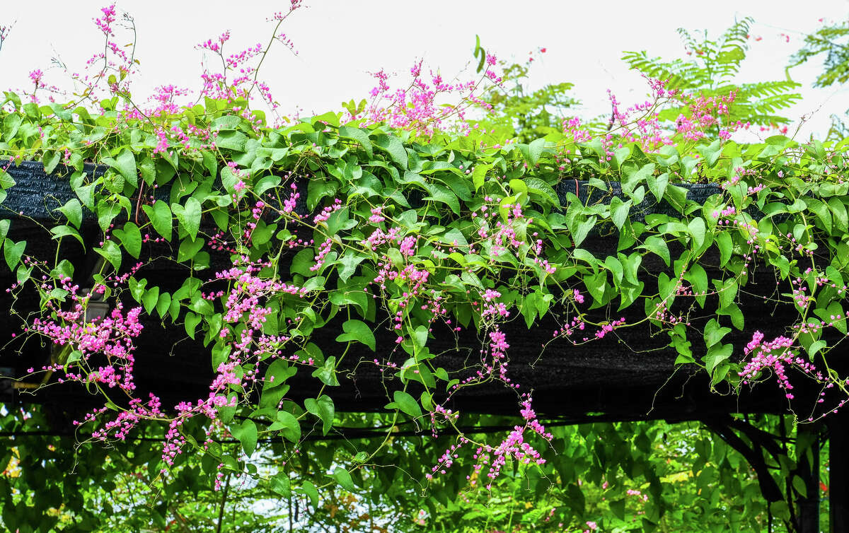 The best and worst vines to plant in San Antonio gardens