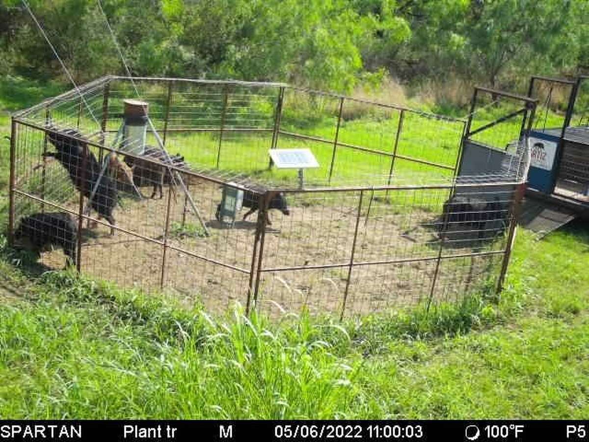 Feral hog trapper in New Braunfels is one of the best in Texas