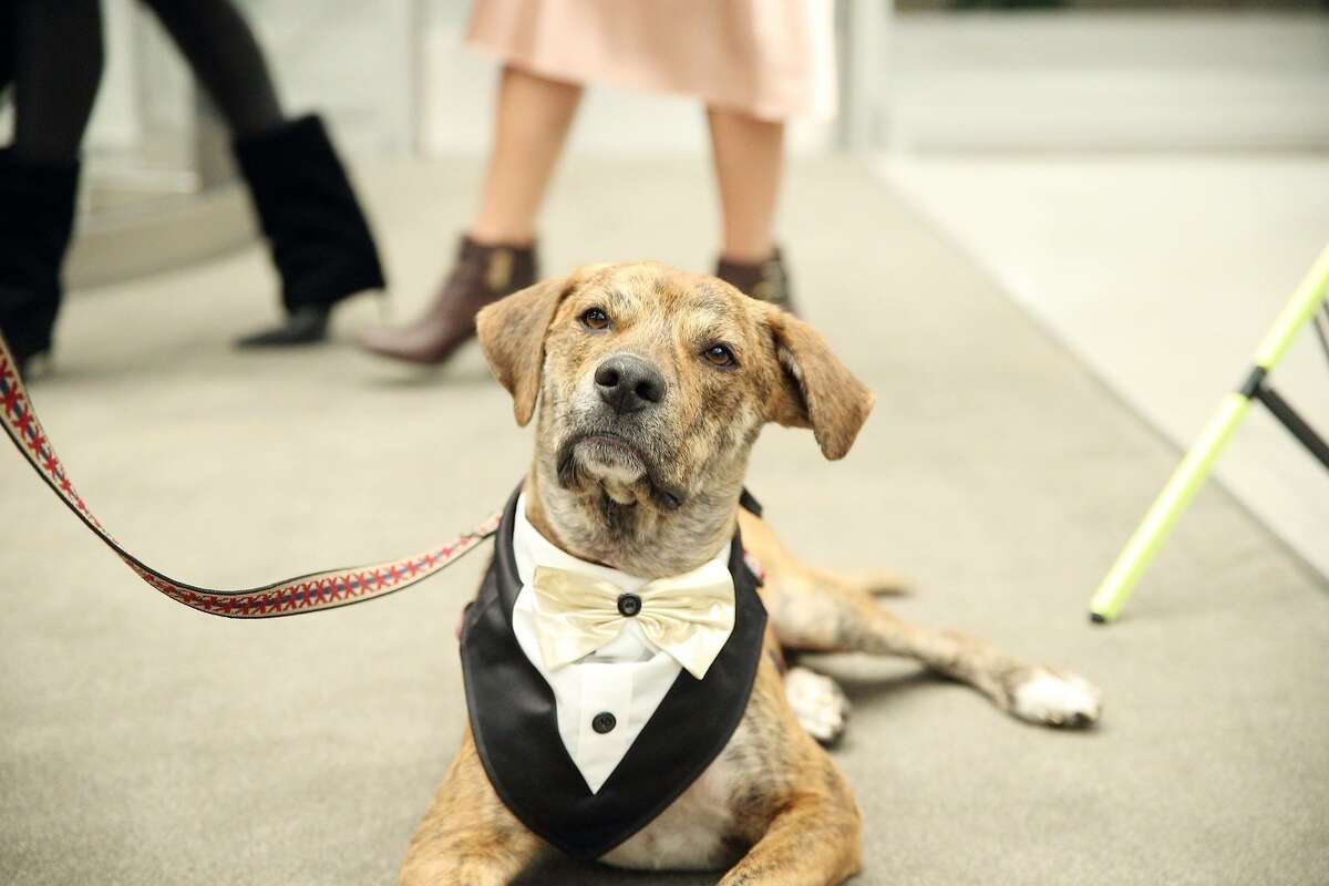 'Yellowstone' star coming to Post Oak Hotel for pet gala