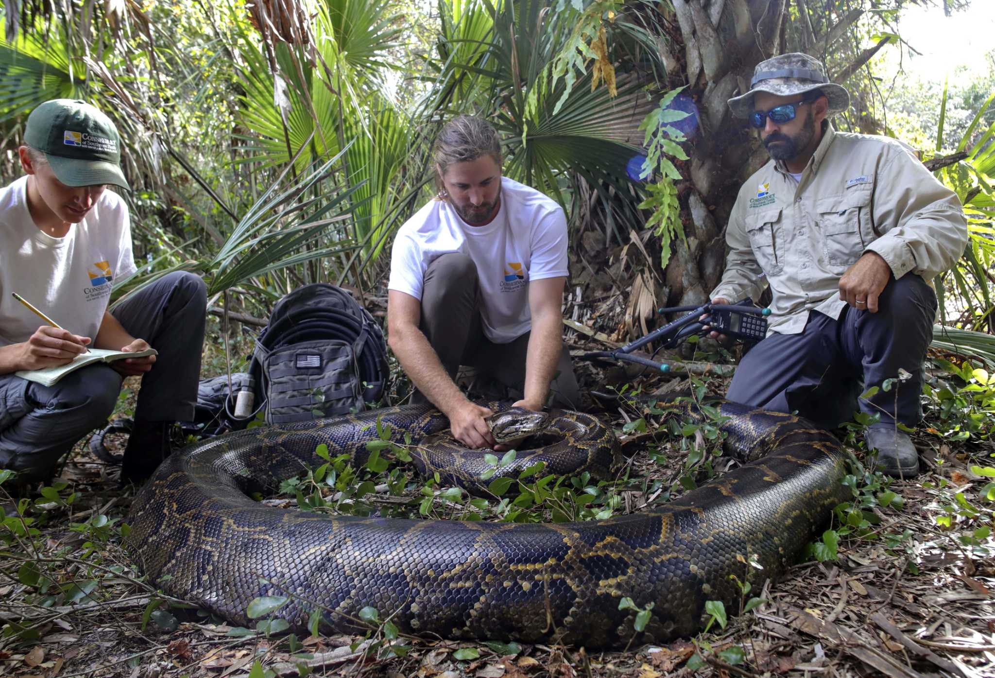 Florida team hauls in 18-foot, 215-pound Burmese python