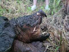 Texas man catches massive alligator snapping turtle, then releases it ...