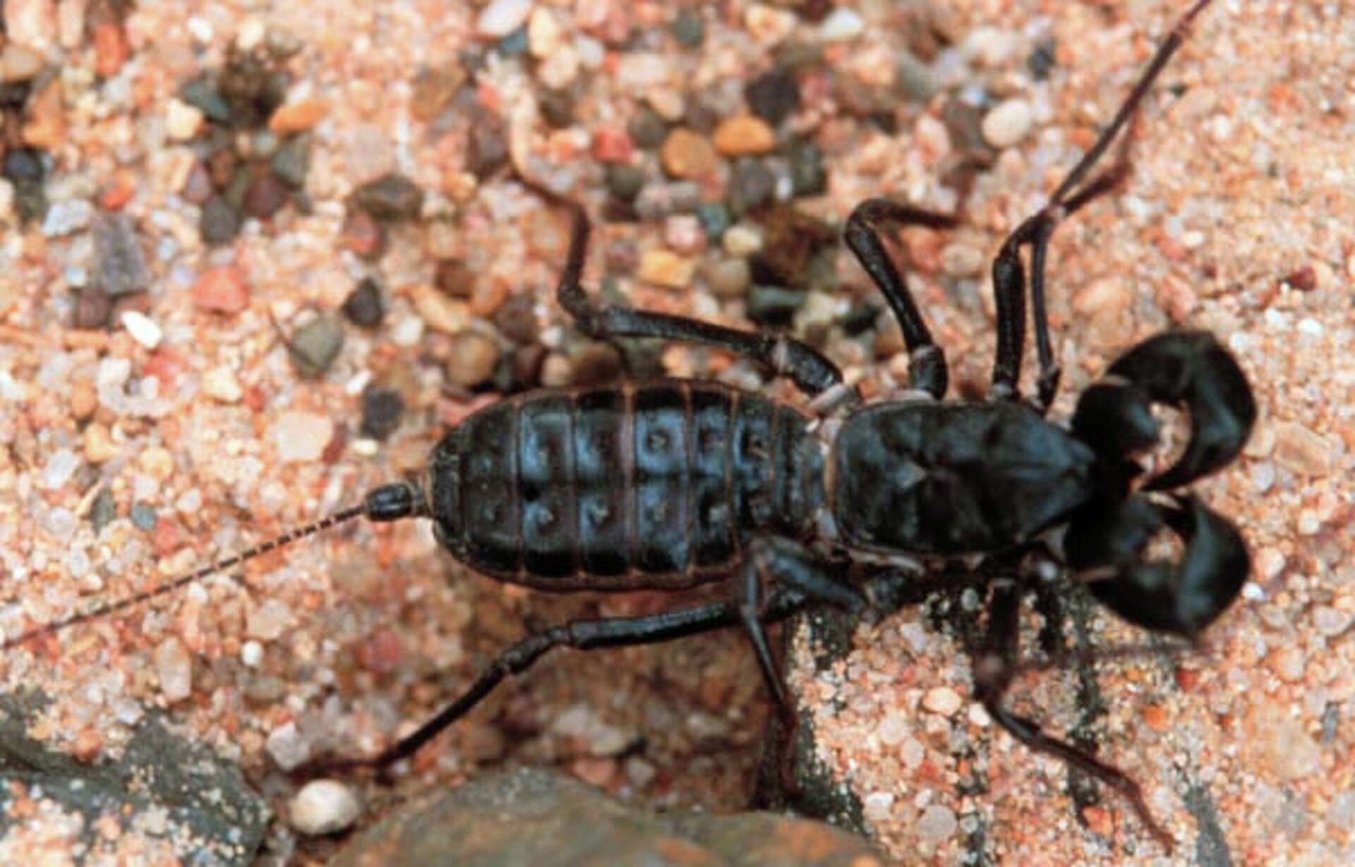 Wild Texas: 5 most common scorpions, habitats and more