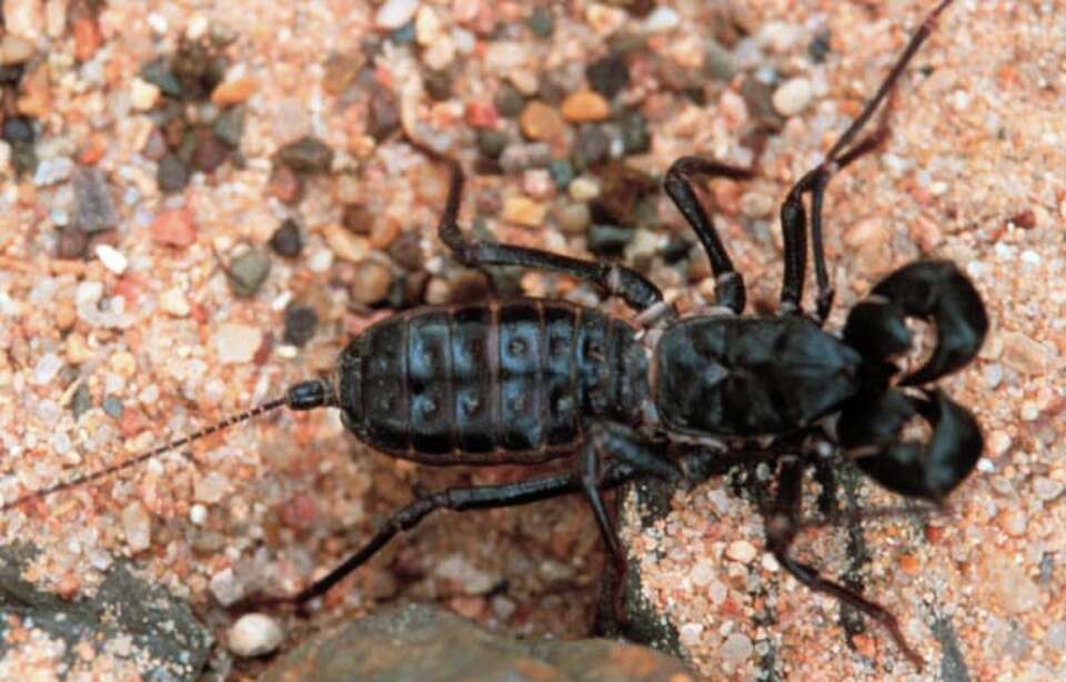 Wild Texas: 5 most common scorpions, habitats and more