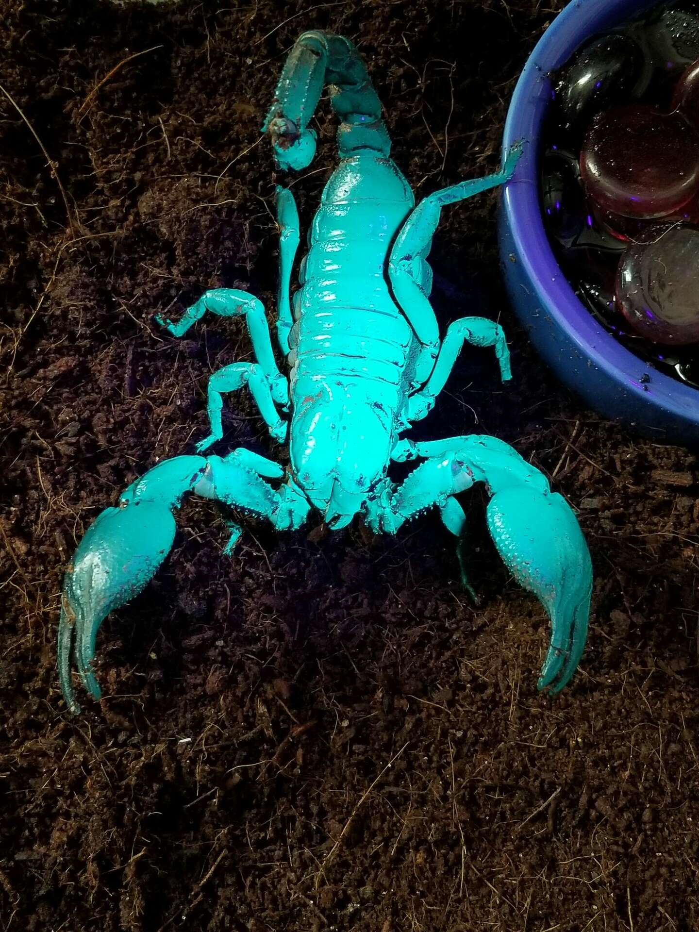 Wild Texas 5 Most Common Scorpions Habitats And More