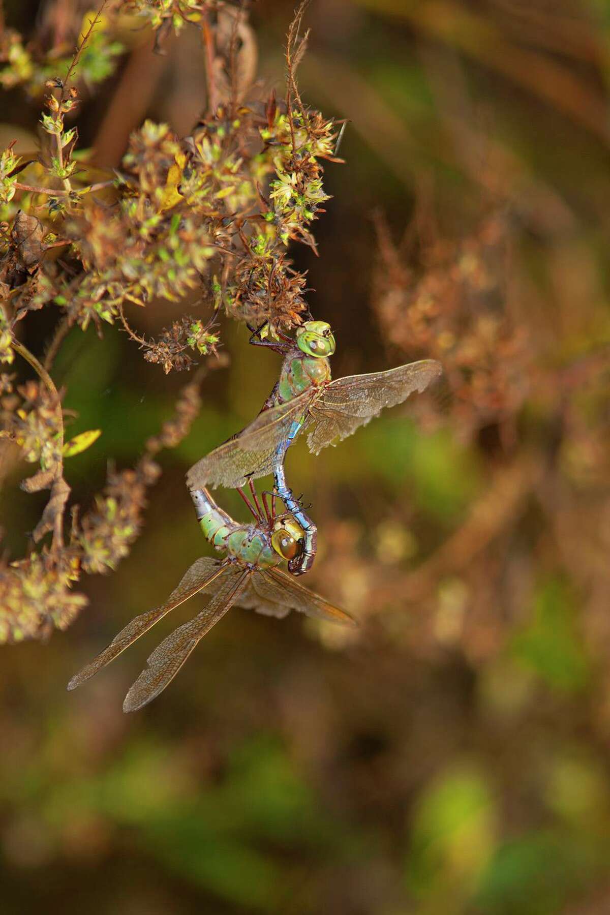 Take time to watch the elegant dragonflies