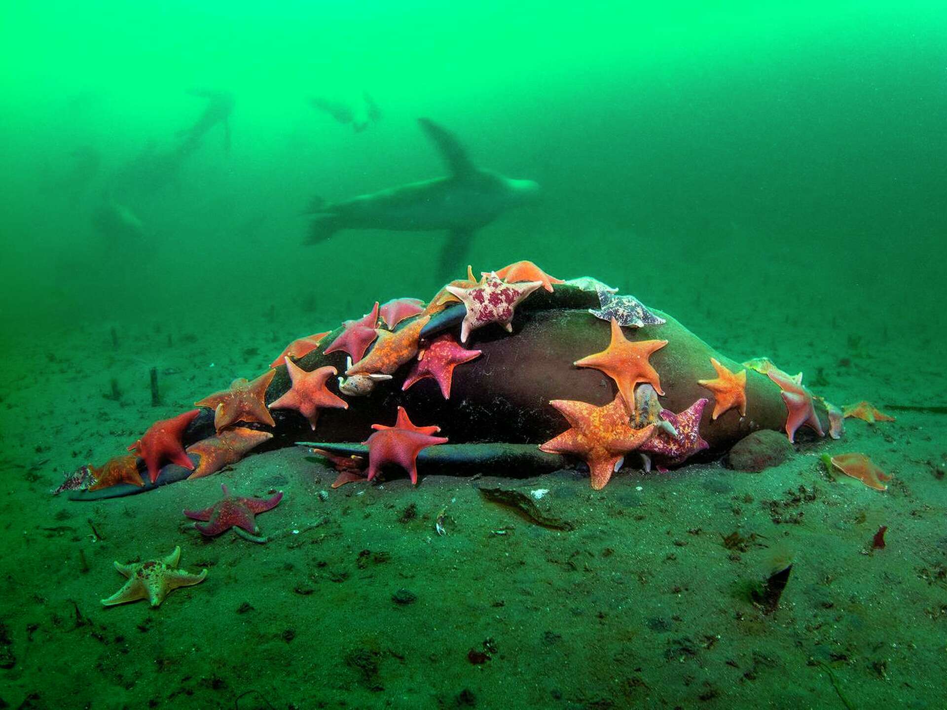 Starfish Underwater Photography