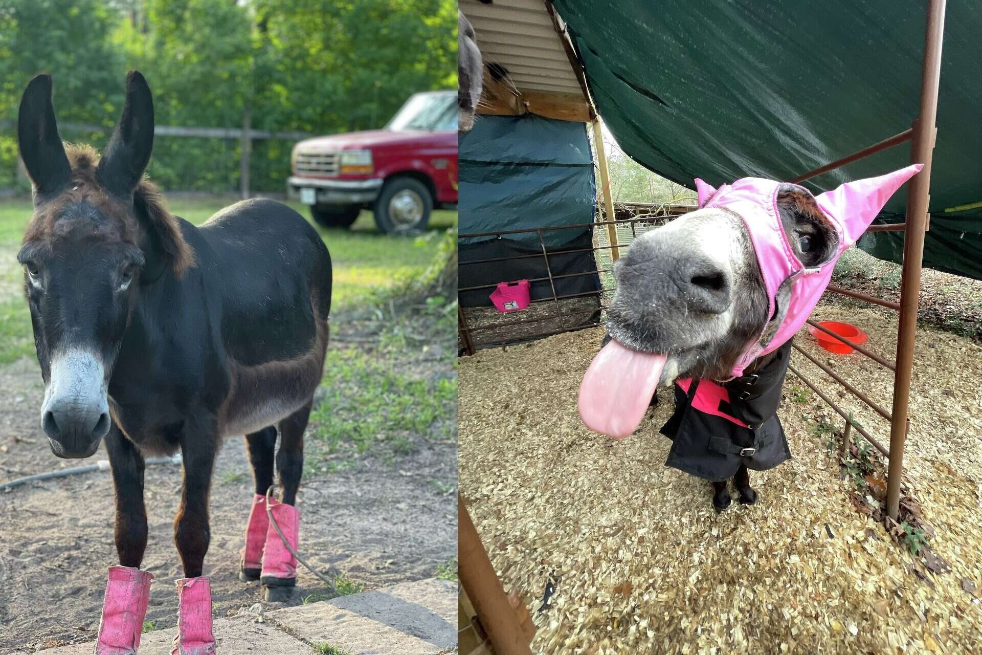 A singing Texas donkey captured the hearts of millions