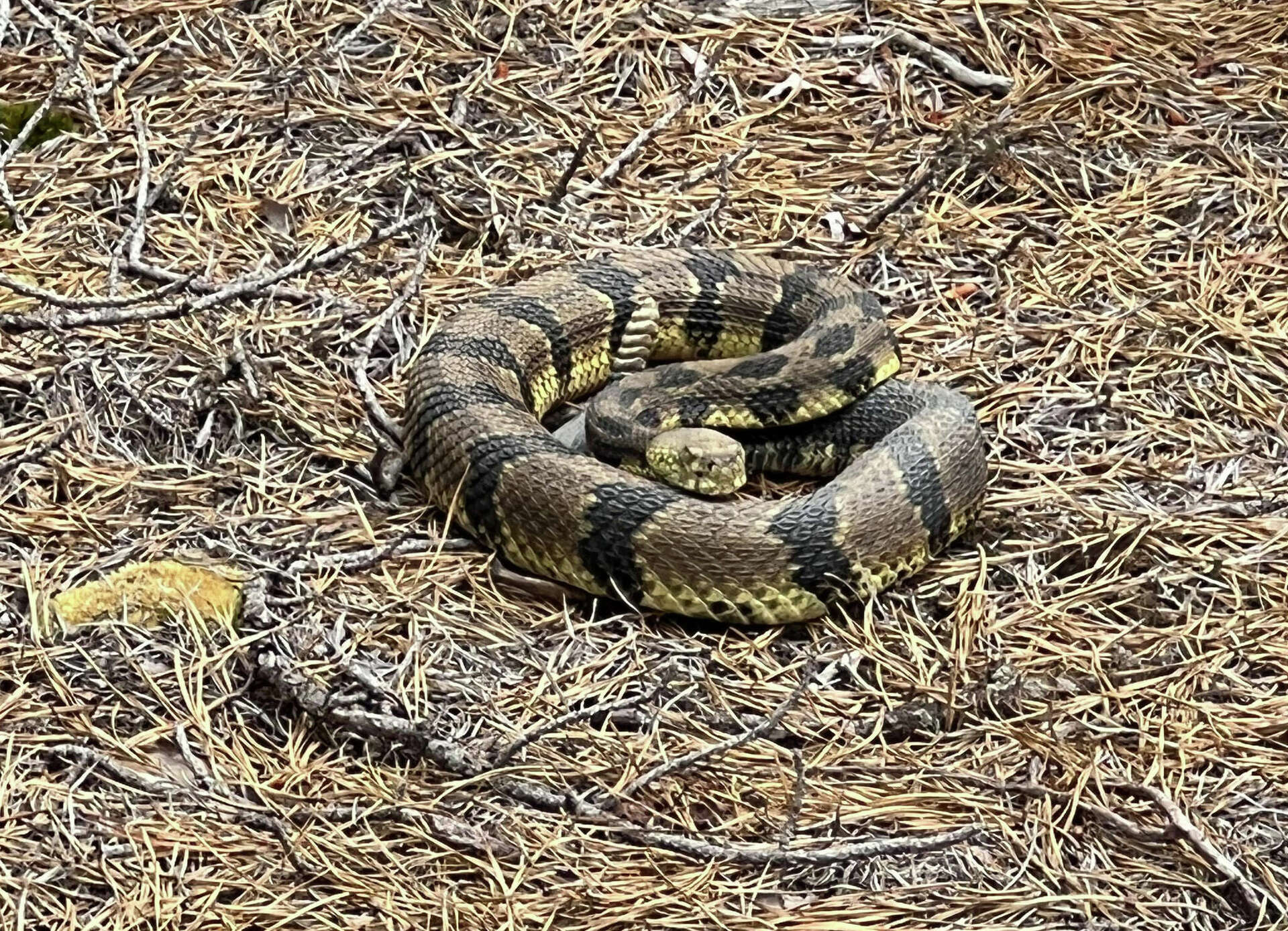 Upstate hikers report run-ins with rattlesnakes