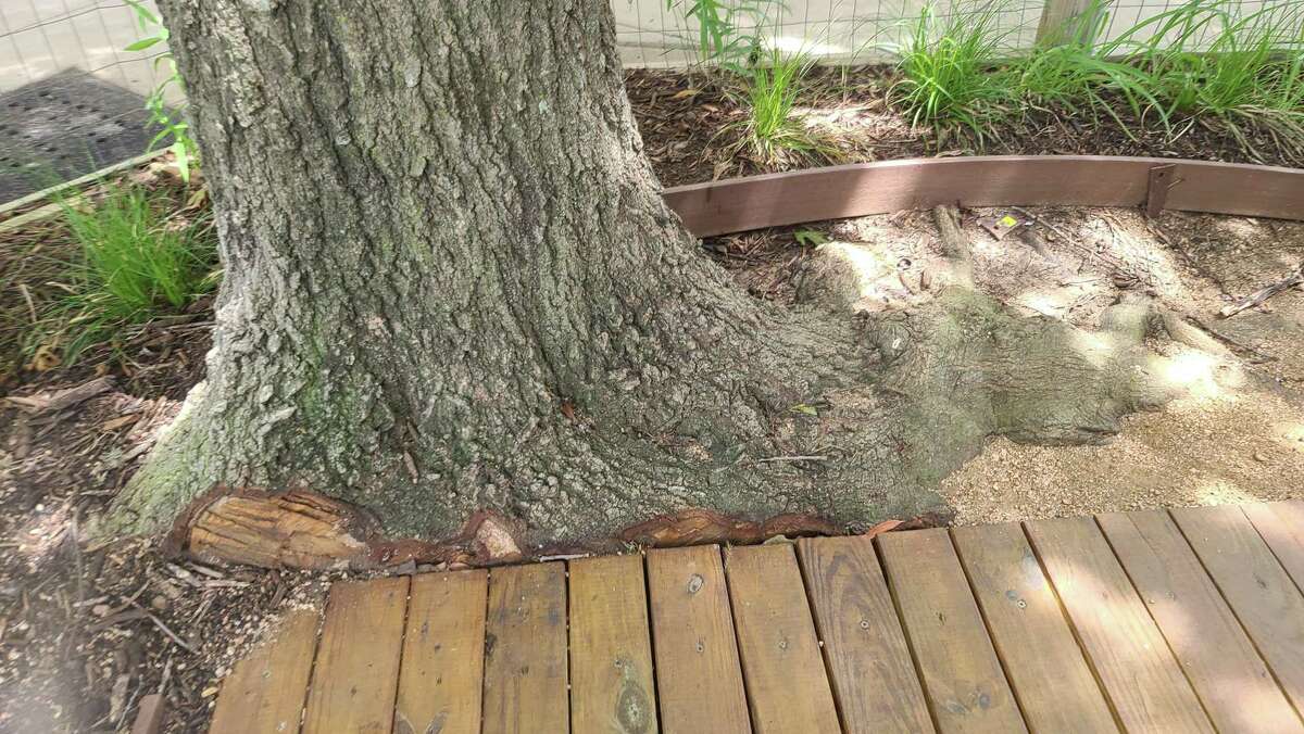 How to manage your trees and landscape during drought