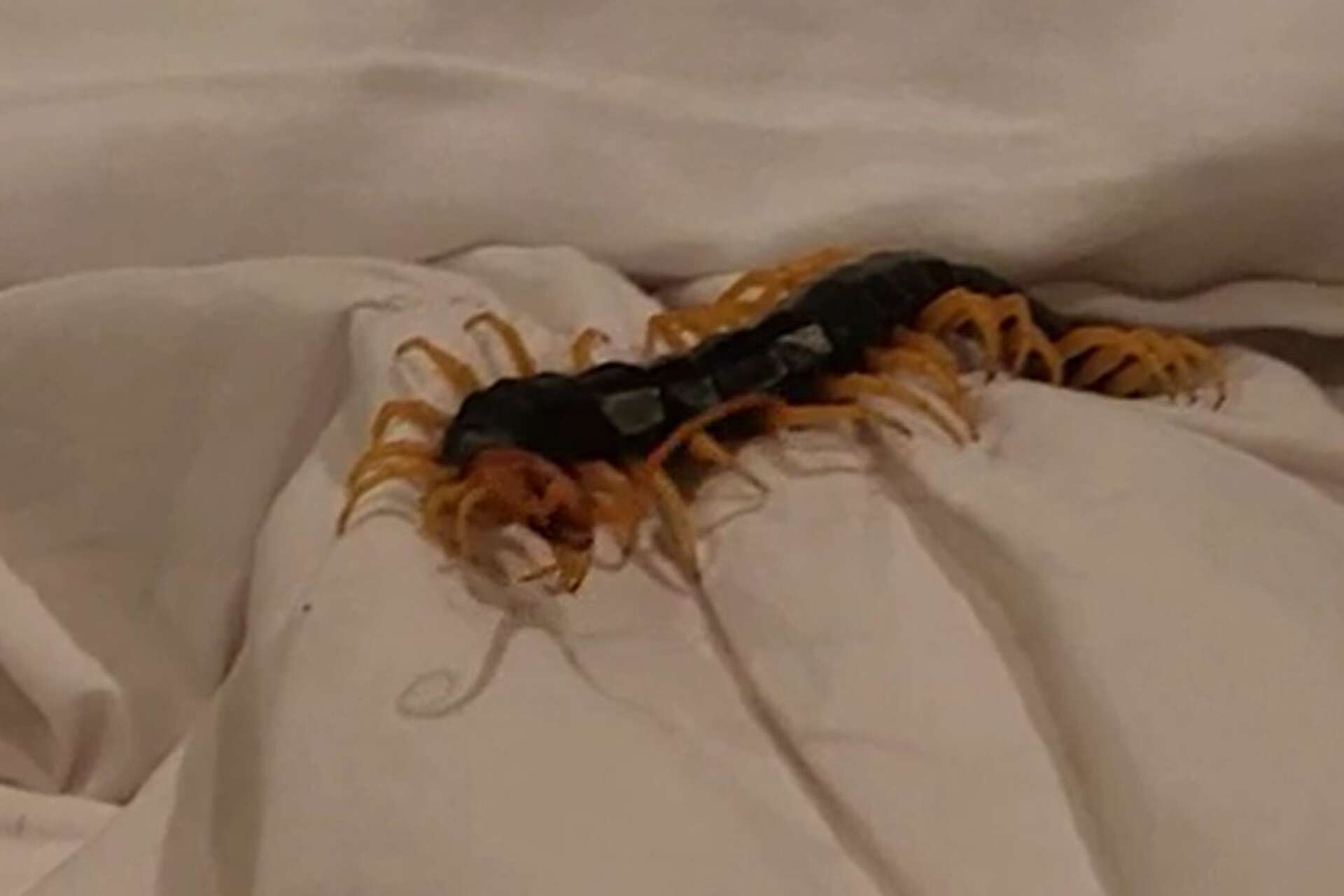 Here are the craziest creatures we saw in Texas this year