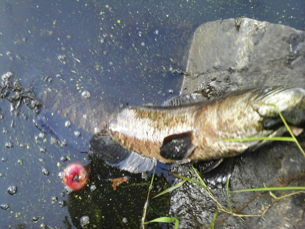 Sighting of snakehead predator fish in CT has DEEP 'concerned'
