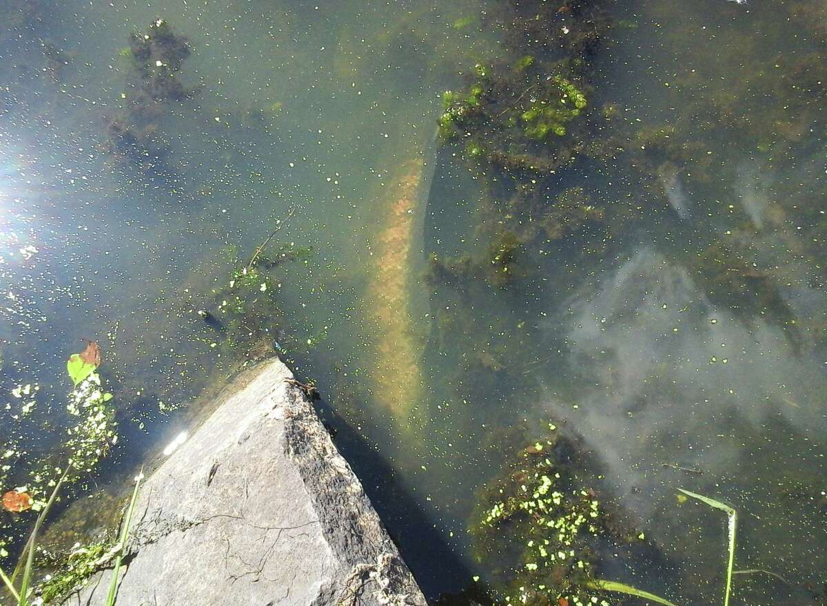 Sighting of snakehead predator fish in CT has DEEP 'concerned'