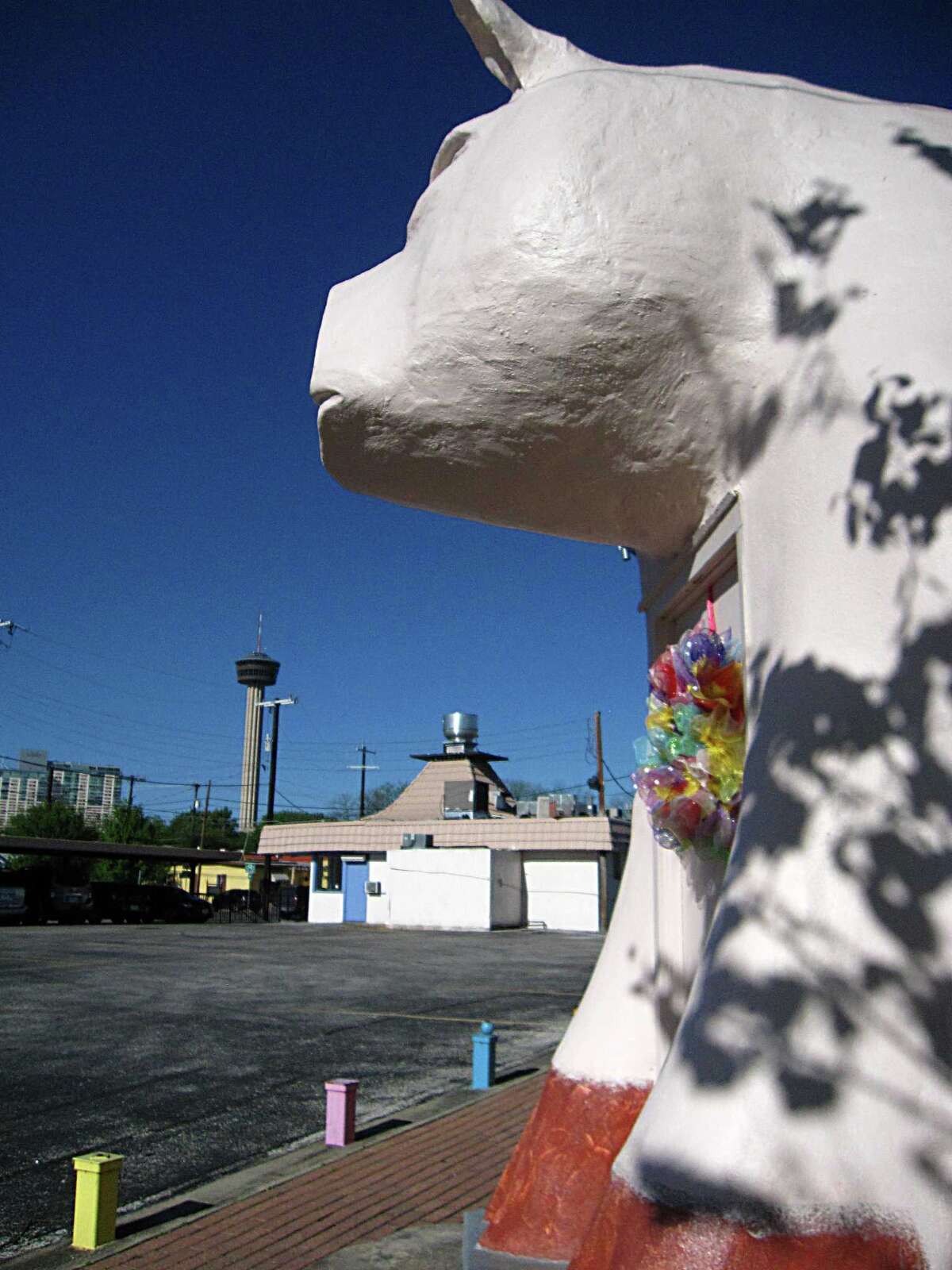 Wandering pig’s trail still hard to trace