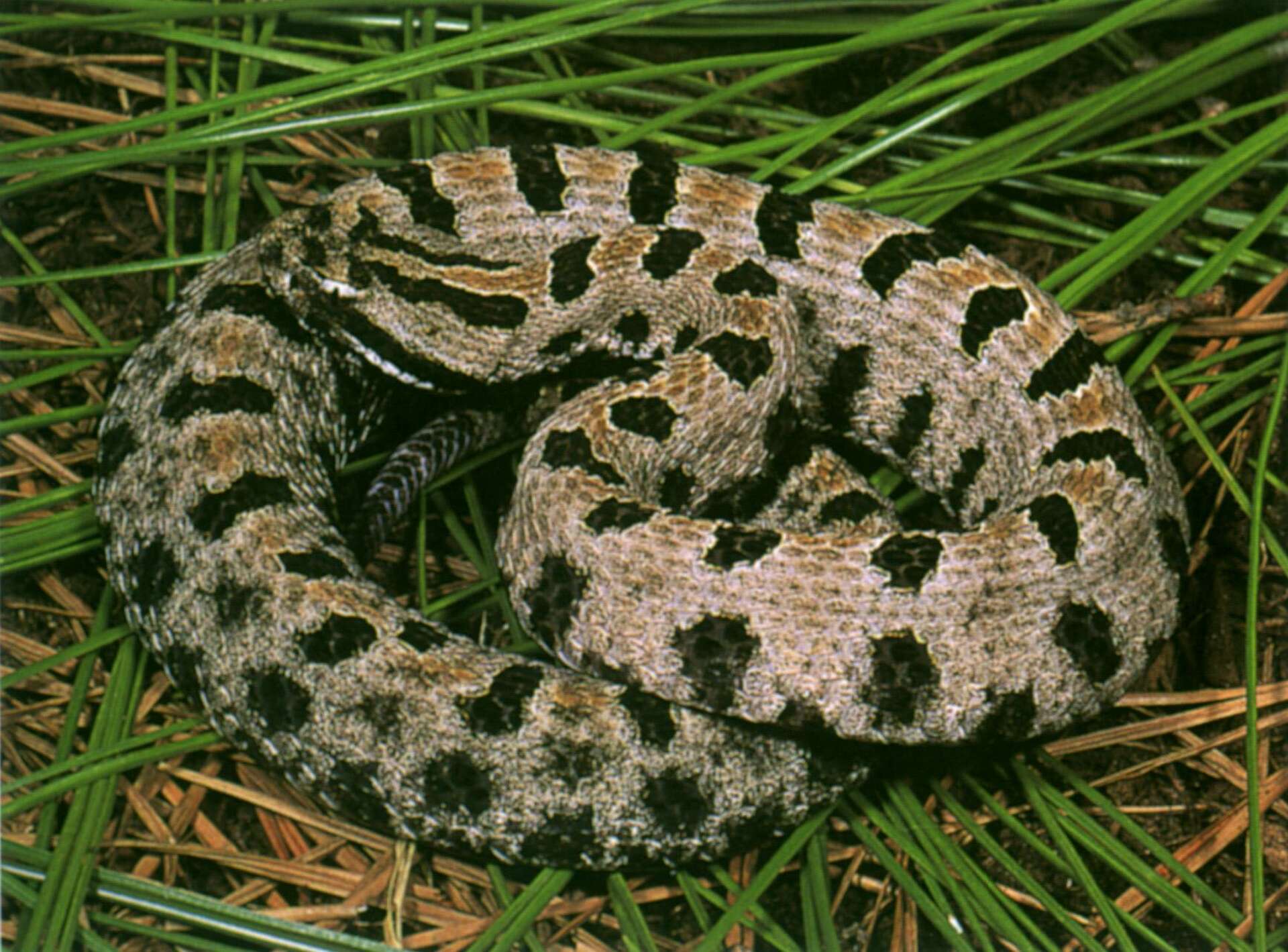 Here are the 9 types of rattlesnakes that call Texas home