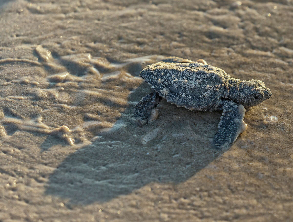 Kemp's ridley sea turtle: How to watch a turtle hatchling release in Texas