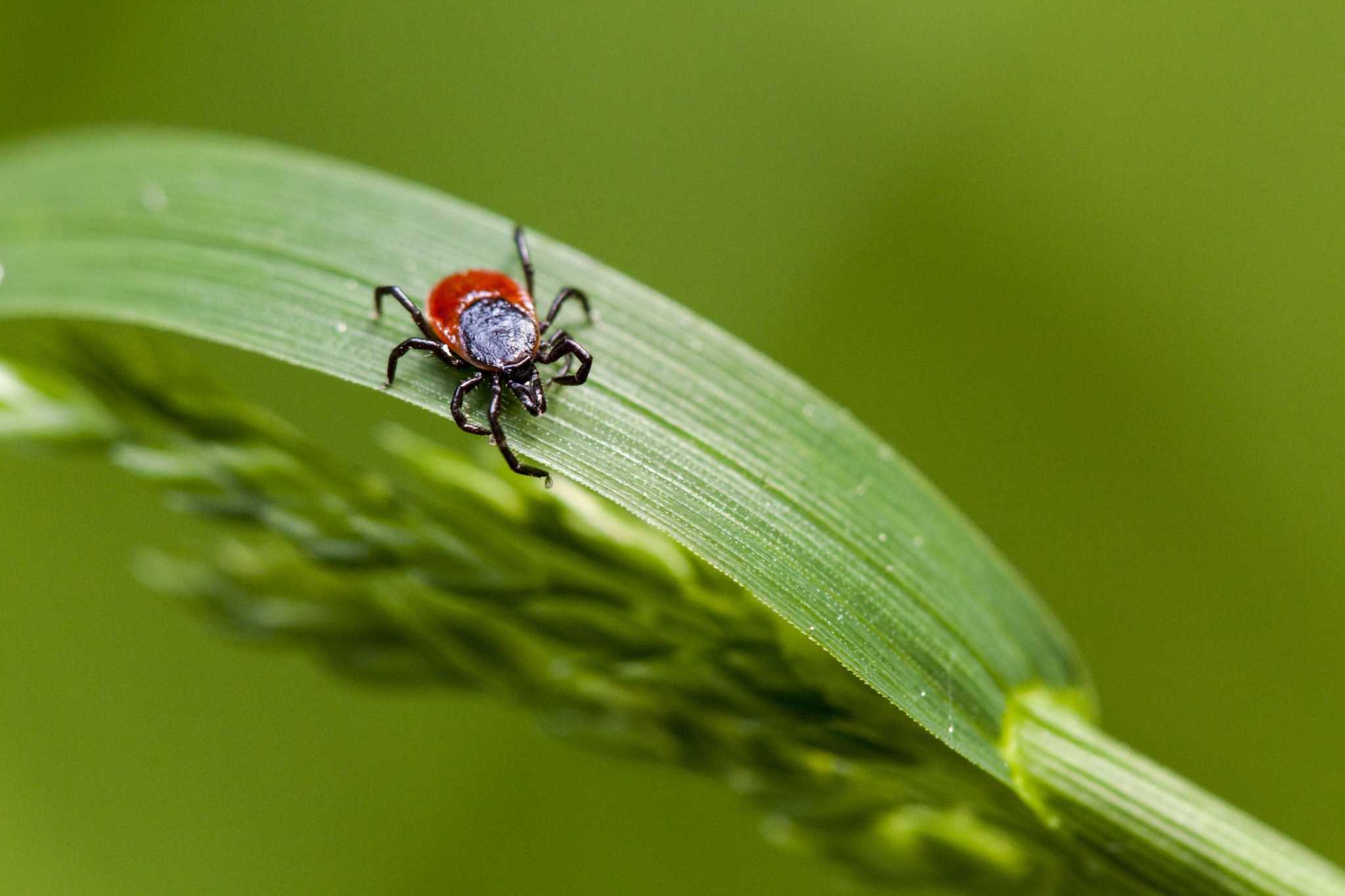 How Connecticut’s hot summers are leading to more ticks