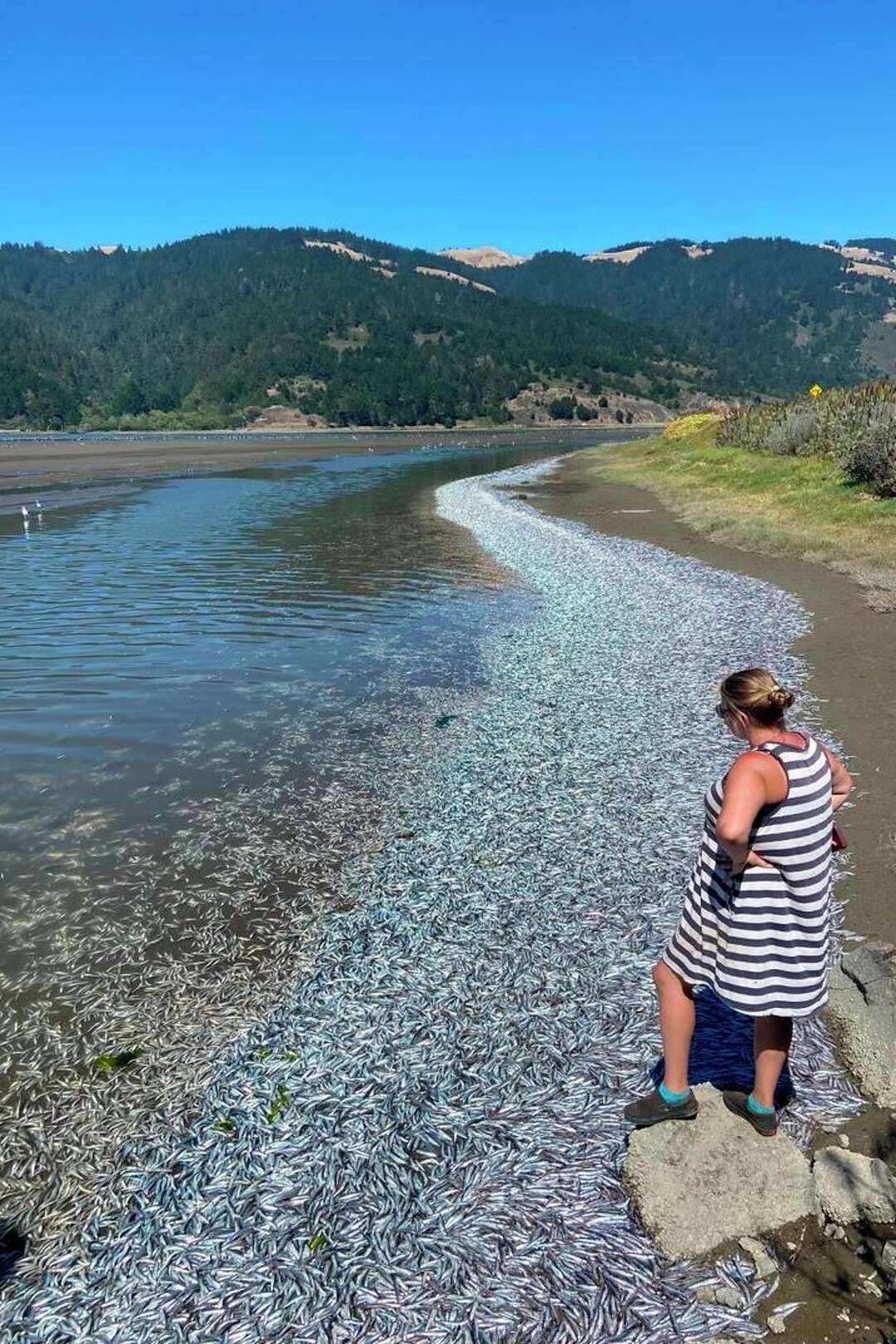 Why thousands of anchovies washed up dead on a Bay Area shore
