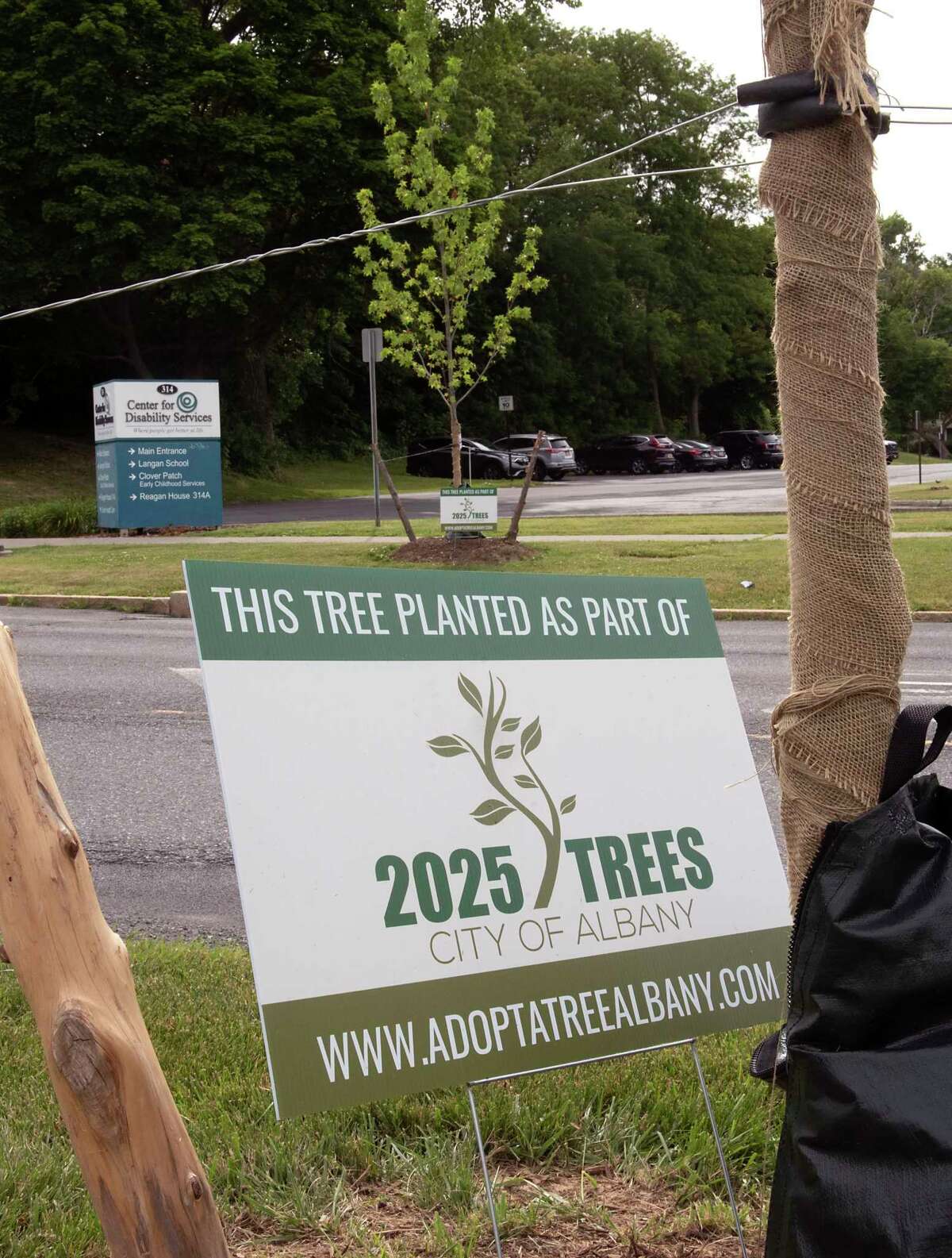 How Albany manages its urban forest