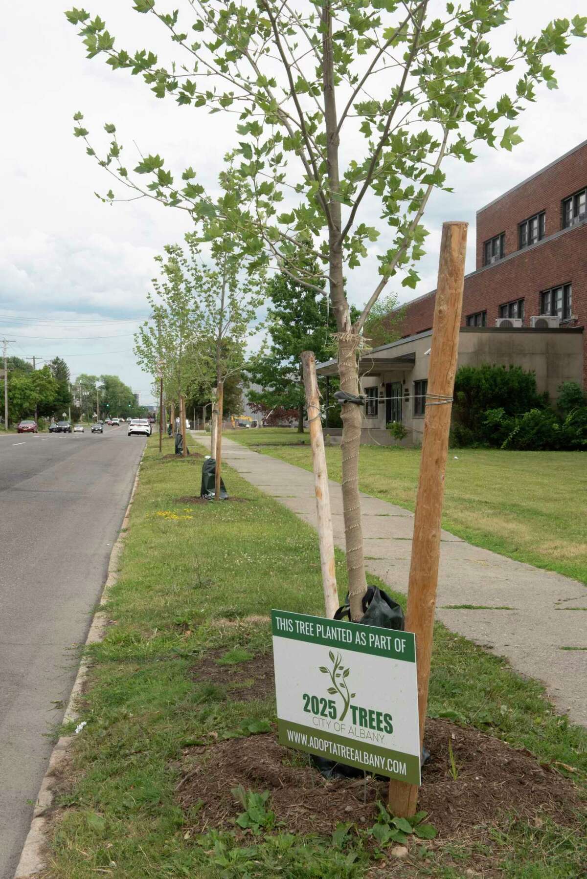 How Albany manages its urban forest