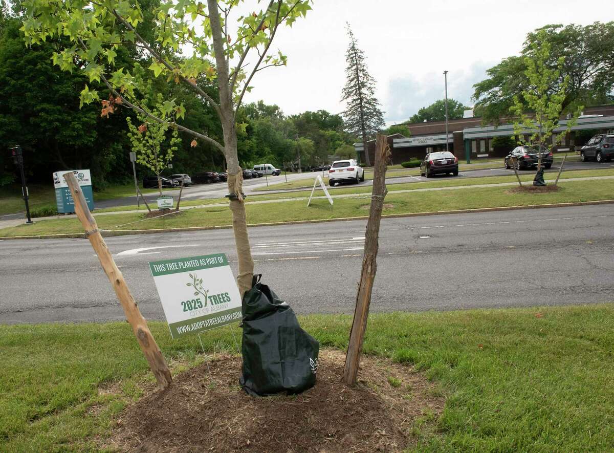 How Albany manages its urban forest