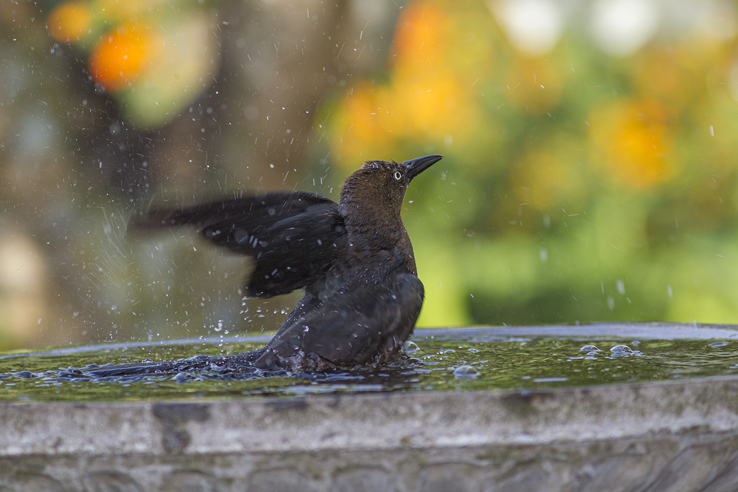 Birds need summer sun for healthy skin and bones