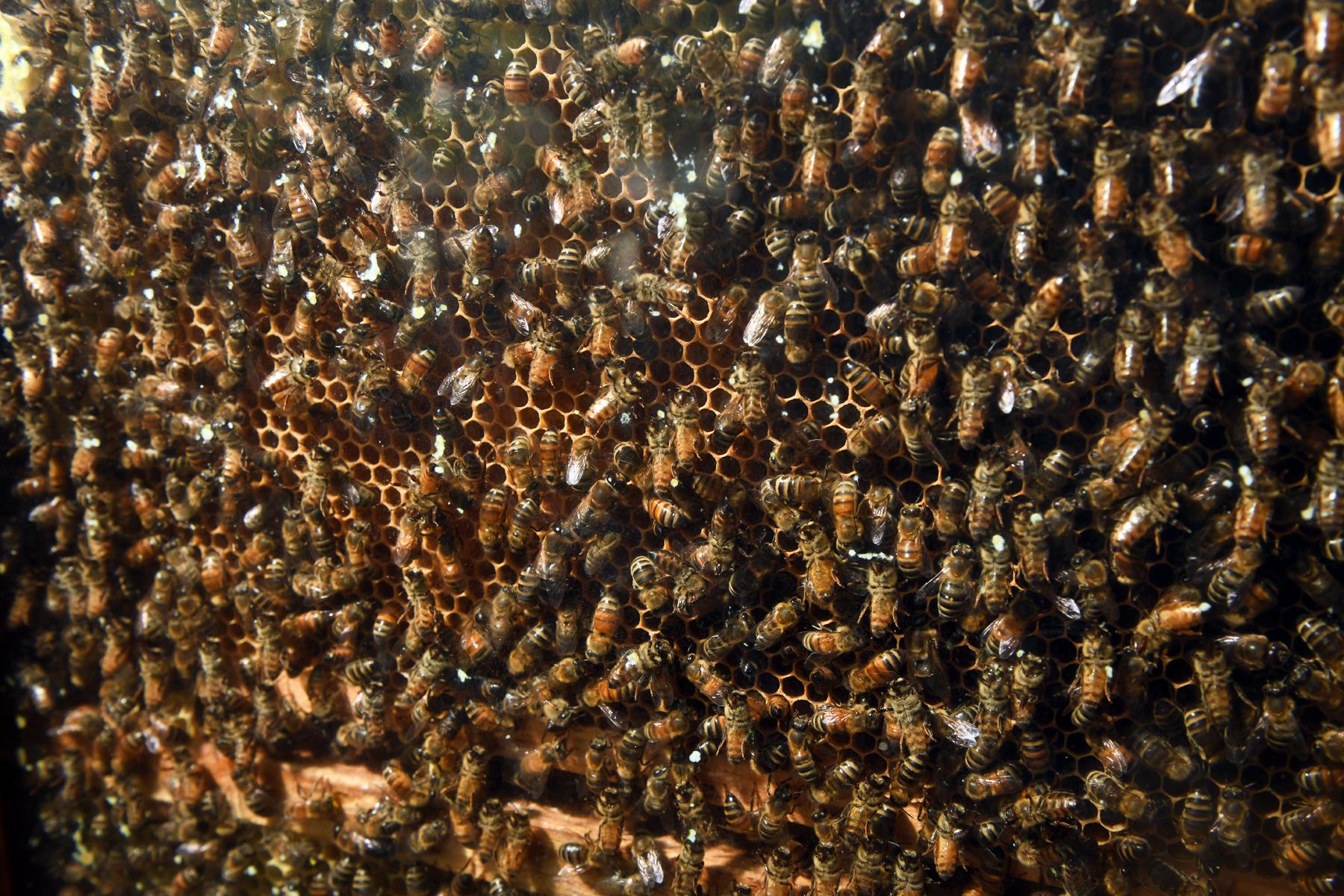 Westport nature center buzzing as bee colony expands