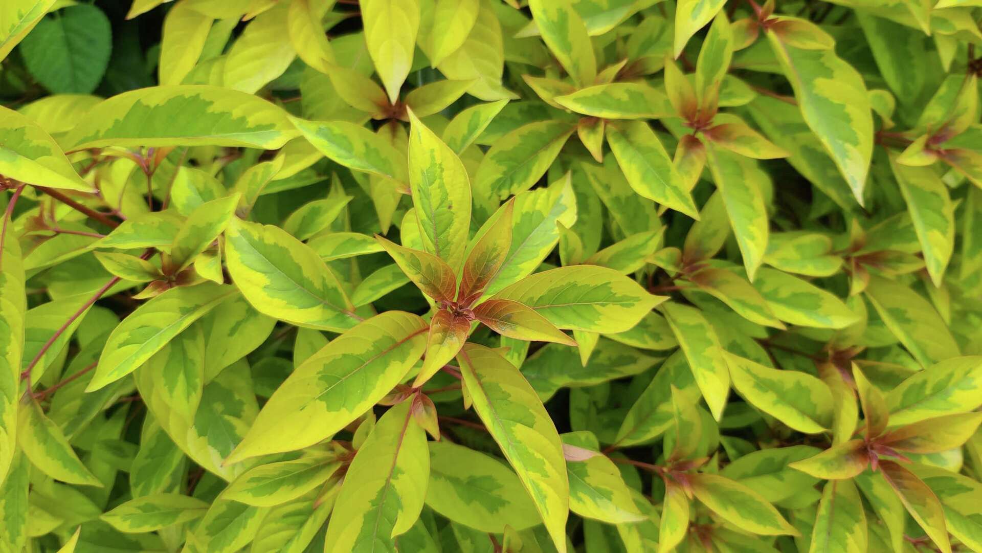 3 eye-catching foliage plants for the landscape