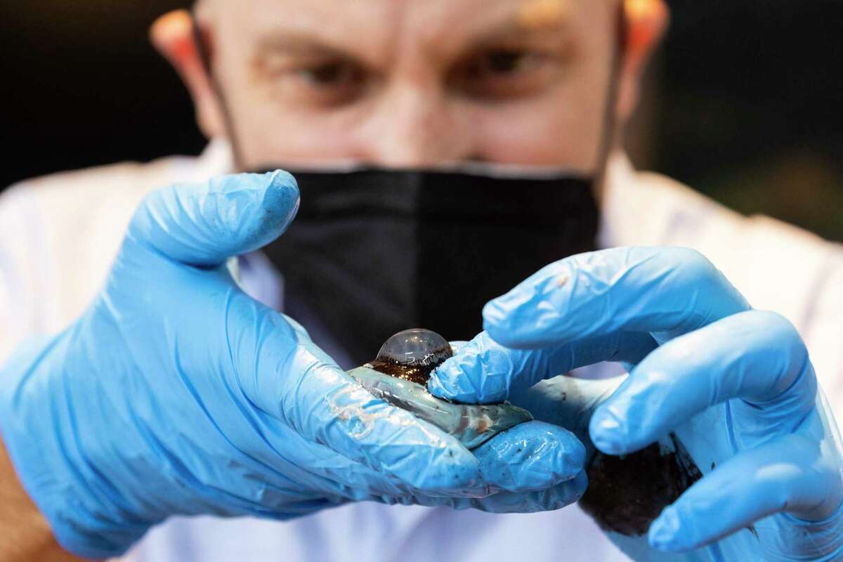 You can’t unsee this: Cow eyeball dissections are S.F.’s greatest ...