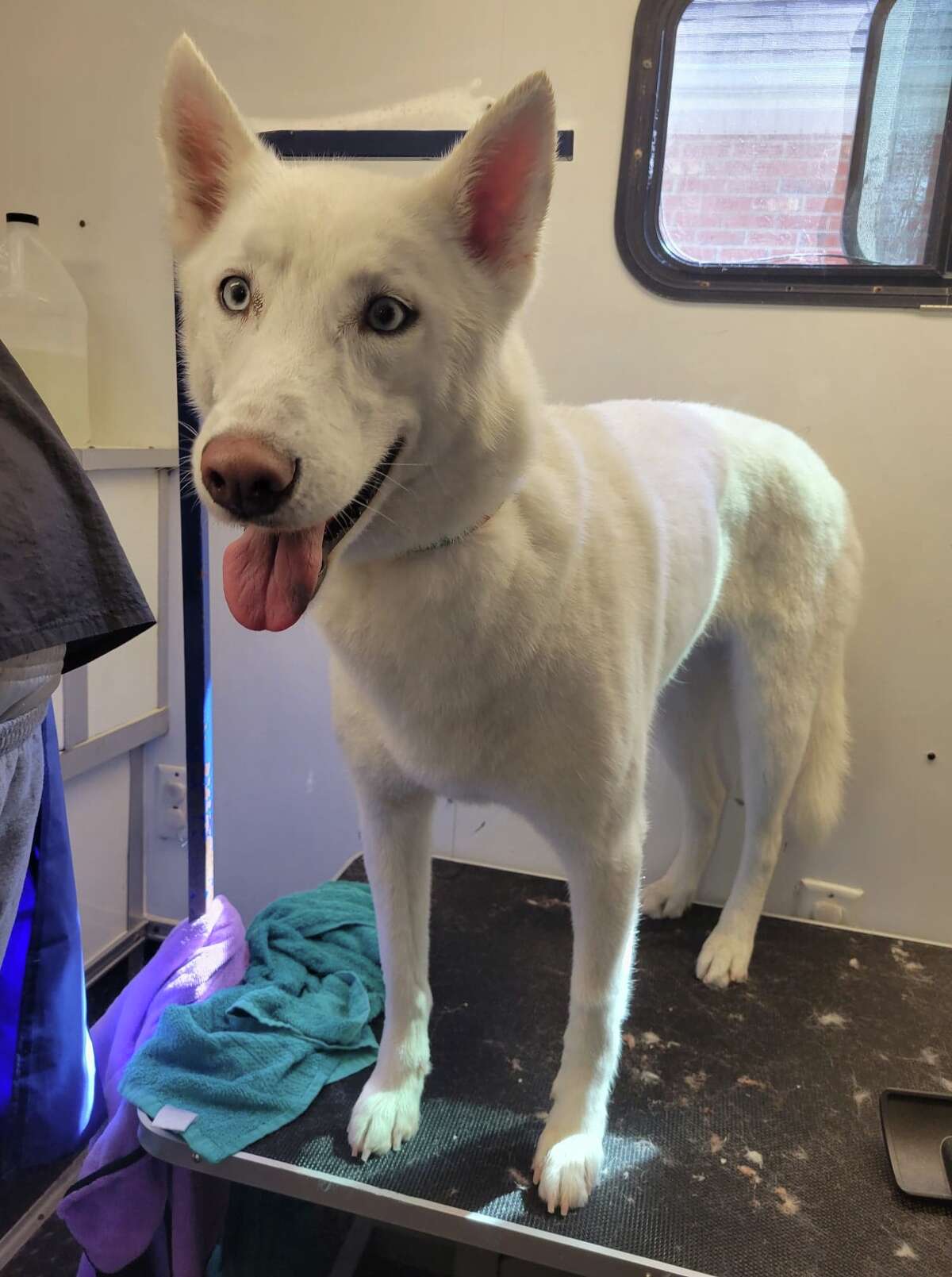 Groomer of 25 years takes business to next level