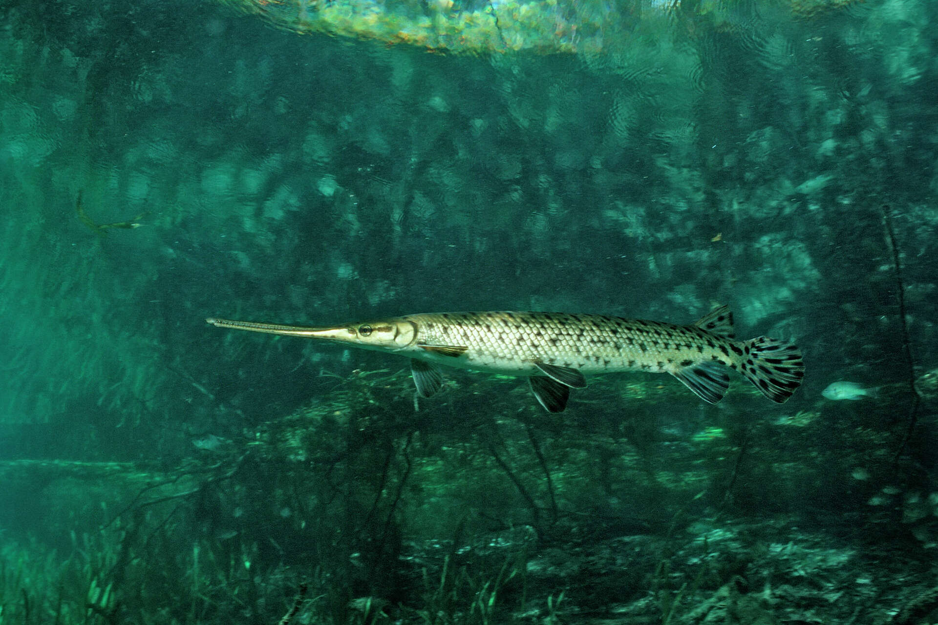 Texas woman bit by alligator gar at Lake Corpus Christi