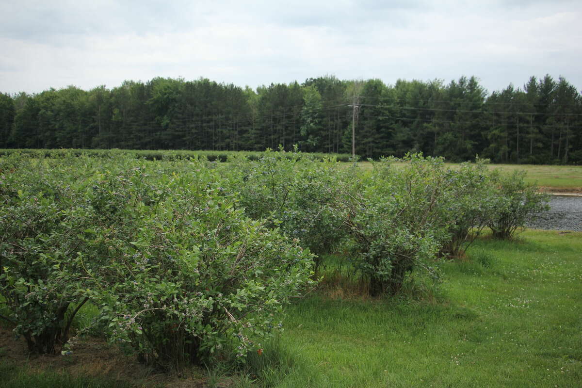 New owners at Turner's Blueberry Farm keep its legacy while making ...