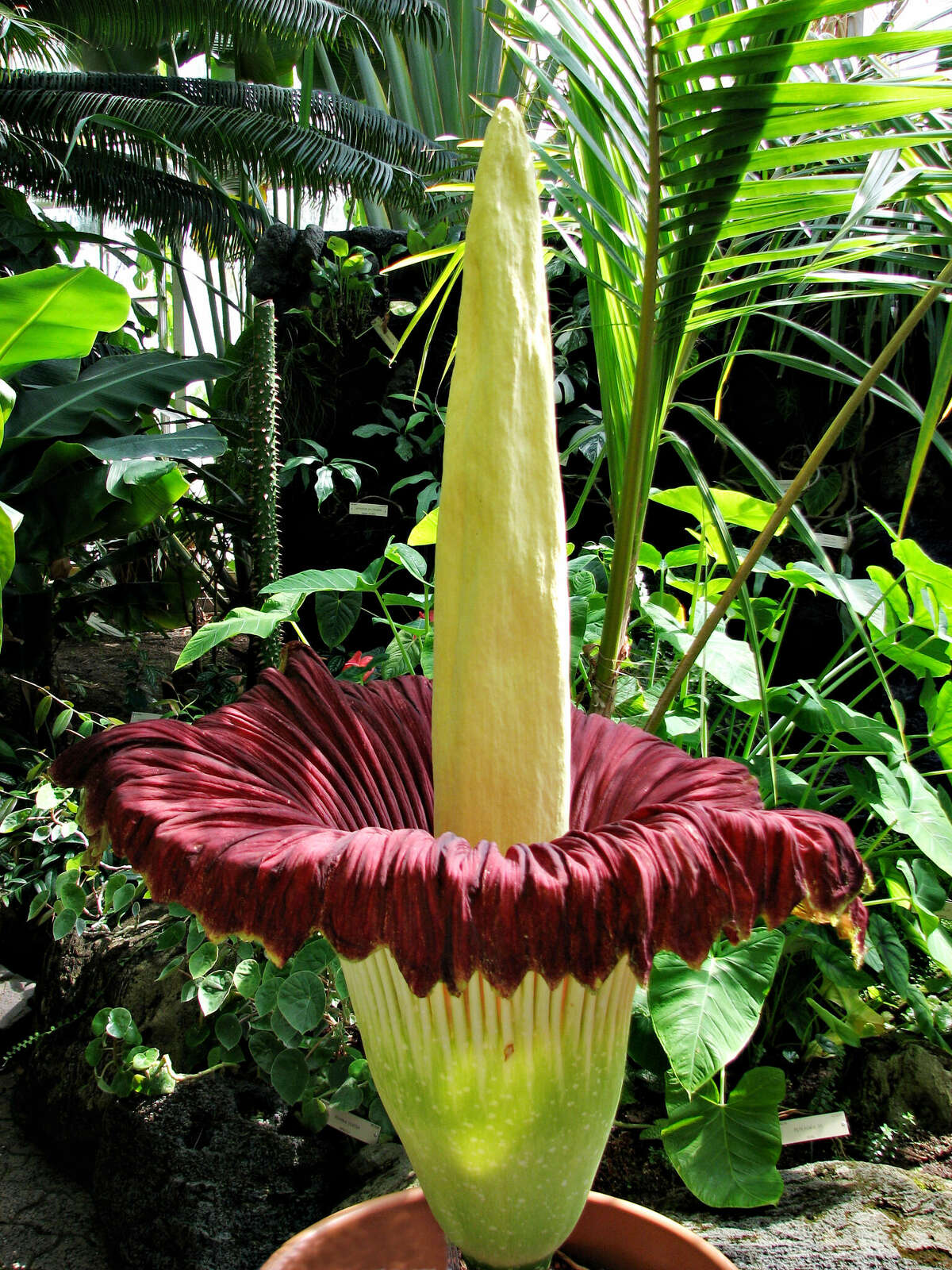 Corpse flower to bloom at San Antonio Zoo for first time