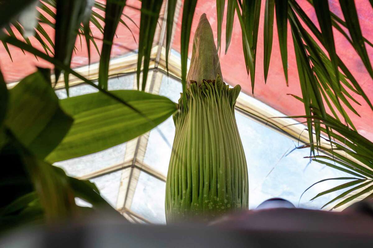Stinky corpse flower set to bloom at San Antonio Zoo
