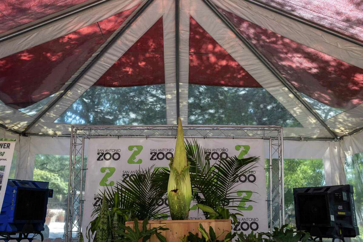 Stinky corpse flower set to bloom at San Antonio Zoo