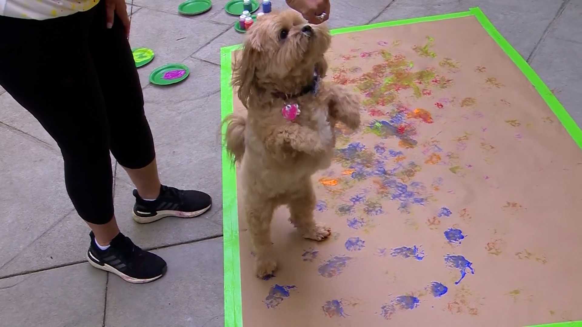 Dog named after painter Jackson Pollock creating works of art for good ...