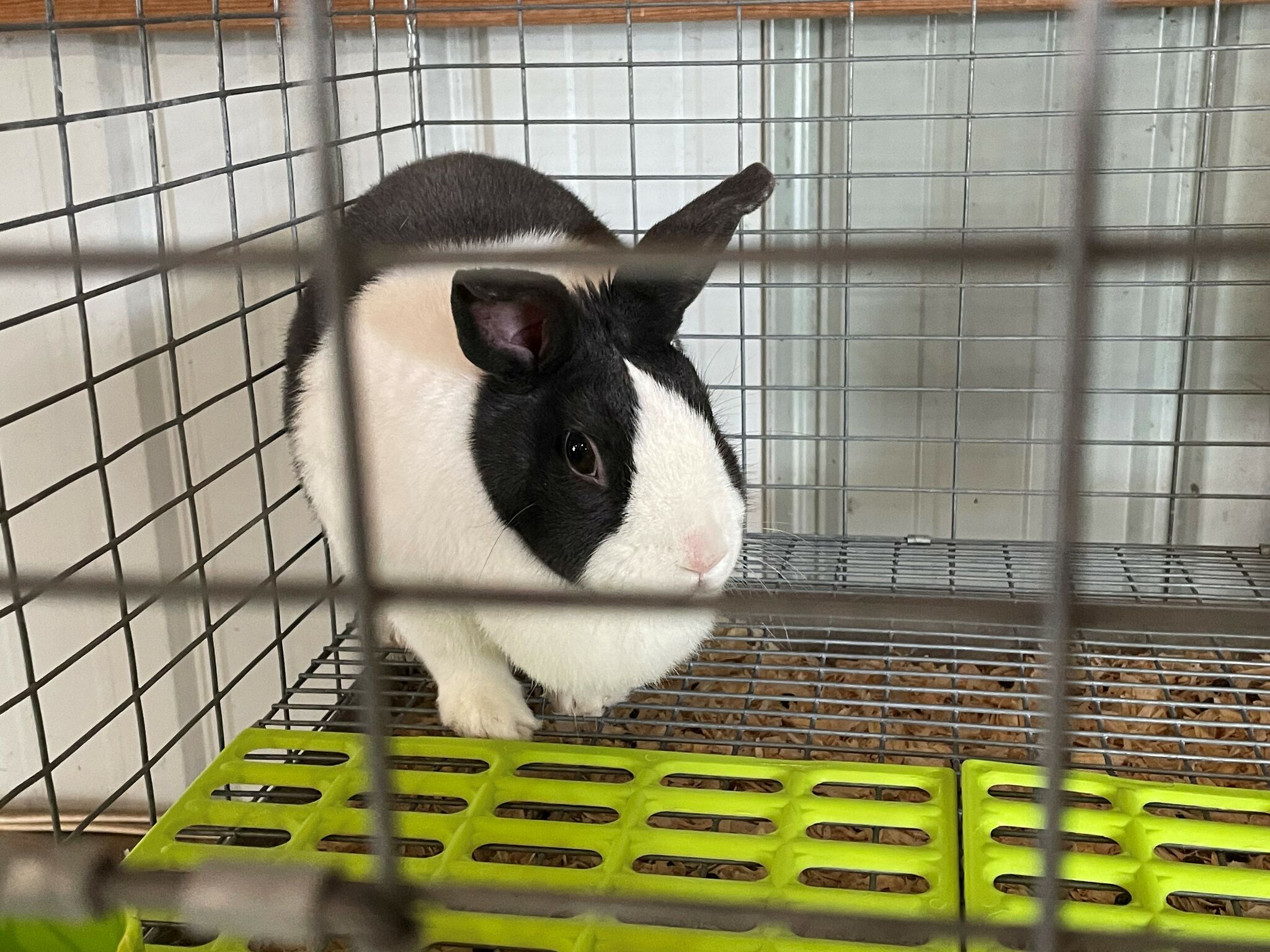 Big Rapids enacts ordinance to manage loose rabbits