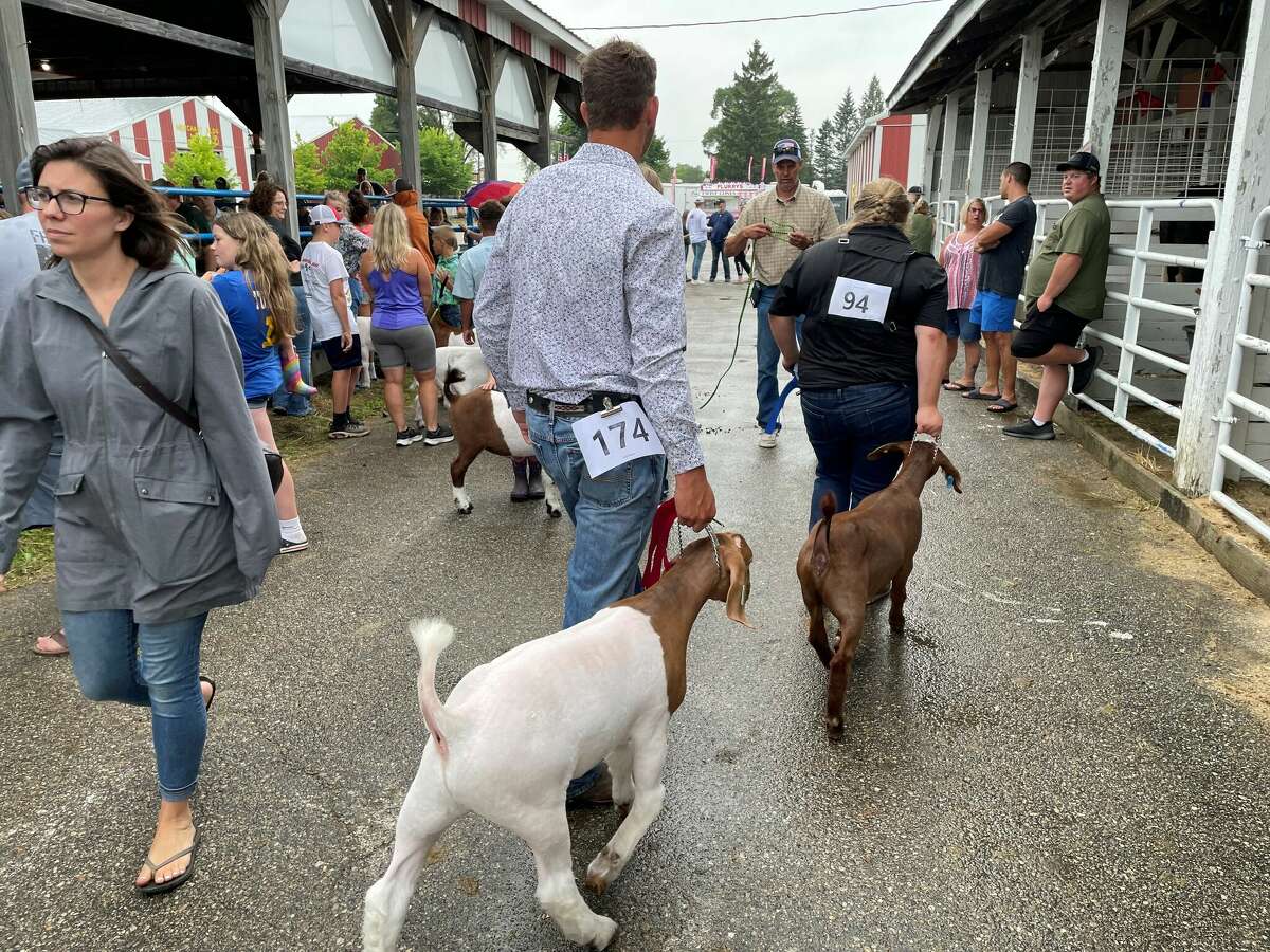 4-H'ers show their 'kids' at the Mecosta County Free Fair's goat show