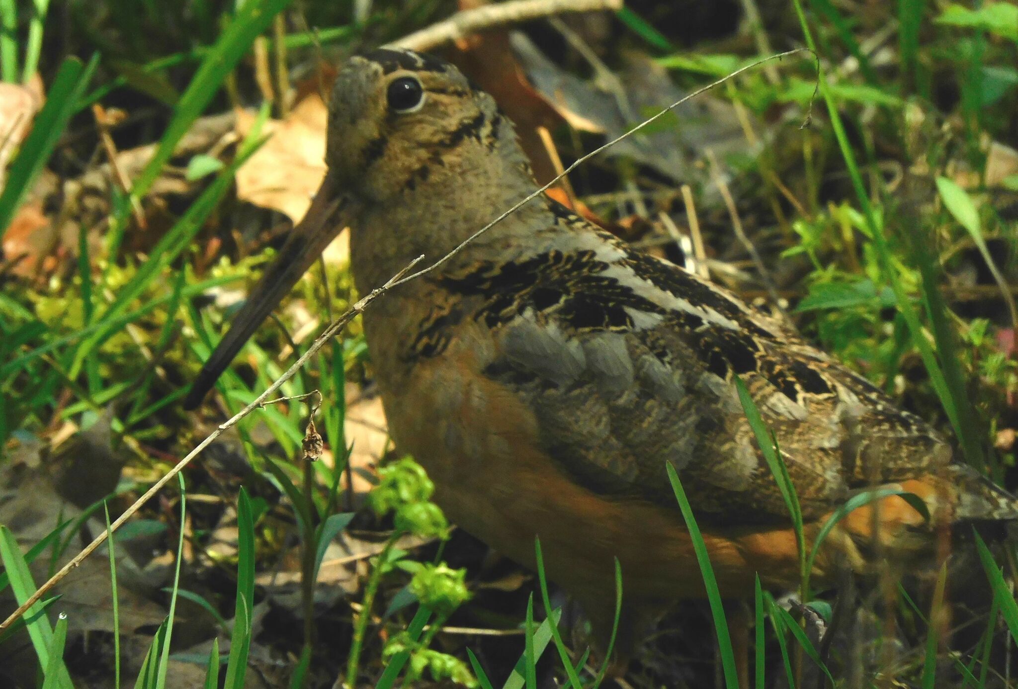Wildlife Wednesday: American woodcock population steadily decreasing