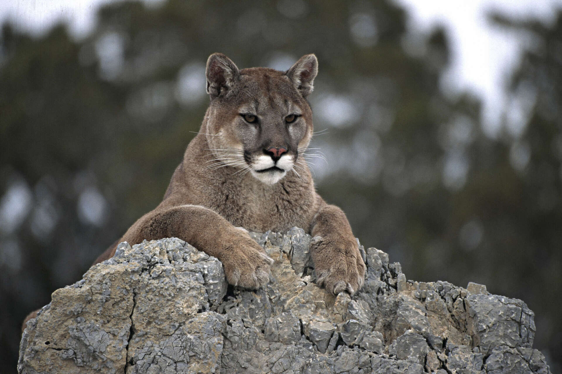What to know about unconfirmed mountain lion sightings in CT