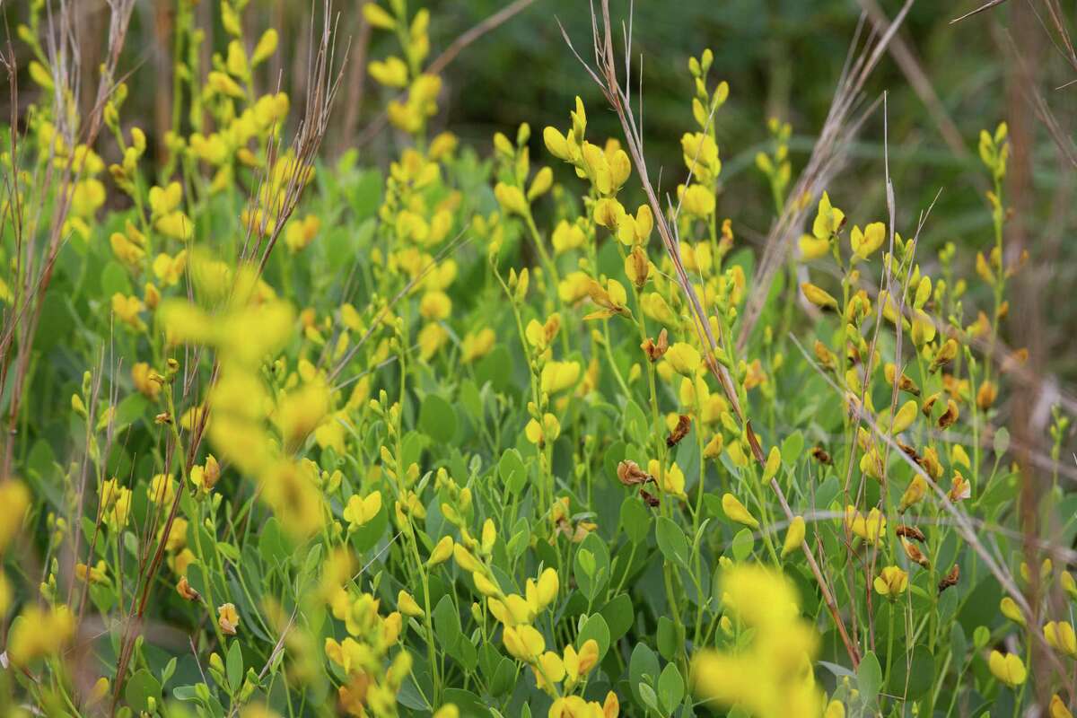 Gulf Coast prairie, Houston's native ecosystem, nears extinction
