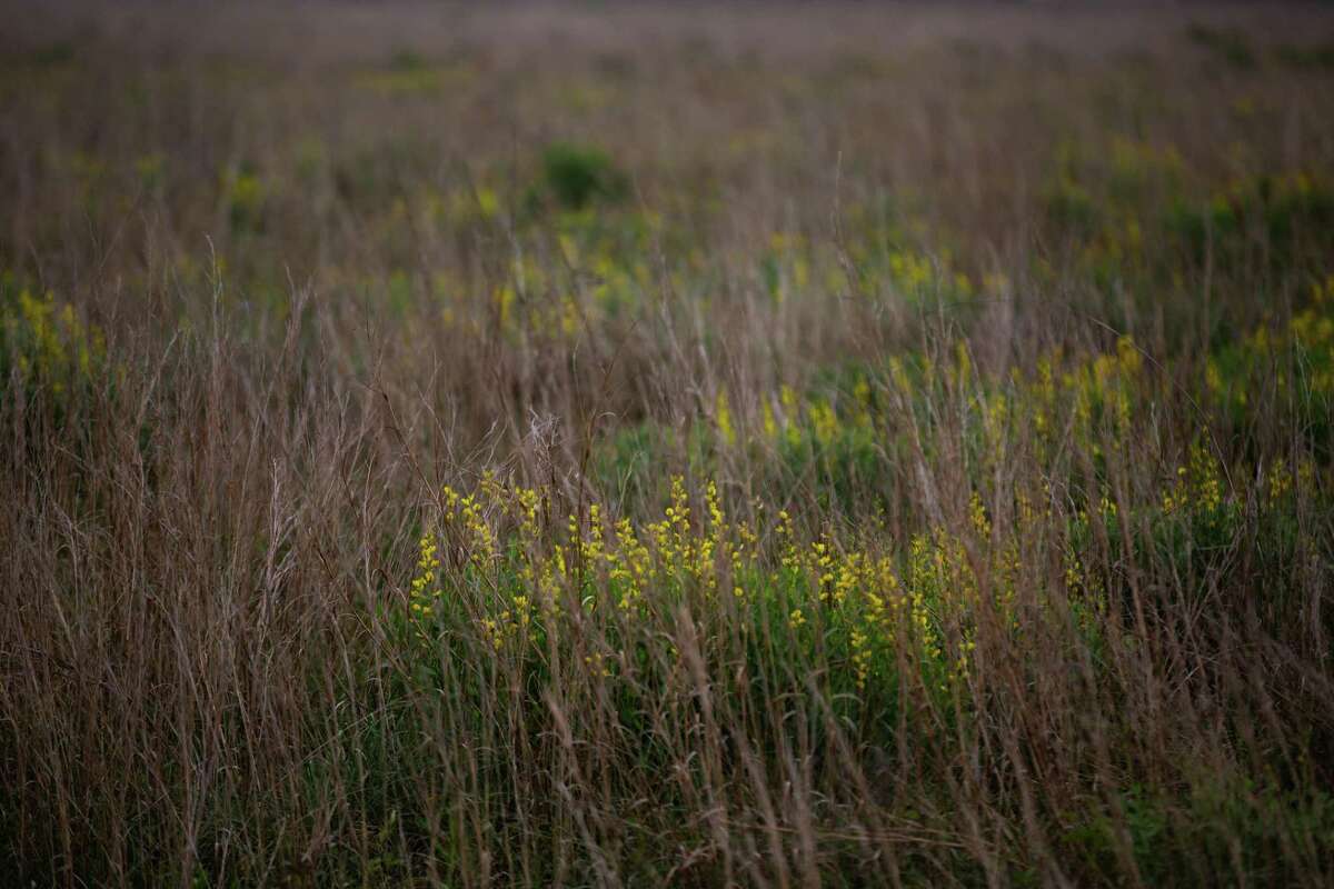 Gulf Coast prairie, Houston's native ecosystem, nears extinction