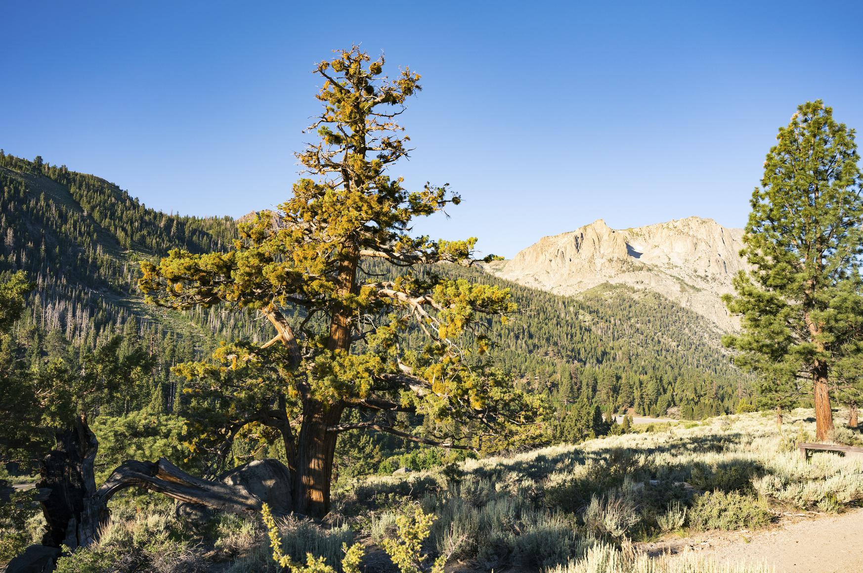 Want to know California’s future? You can see it in the Sierra