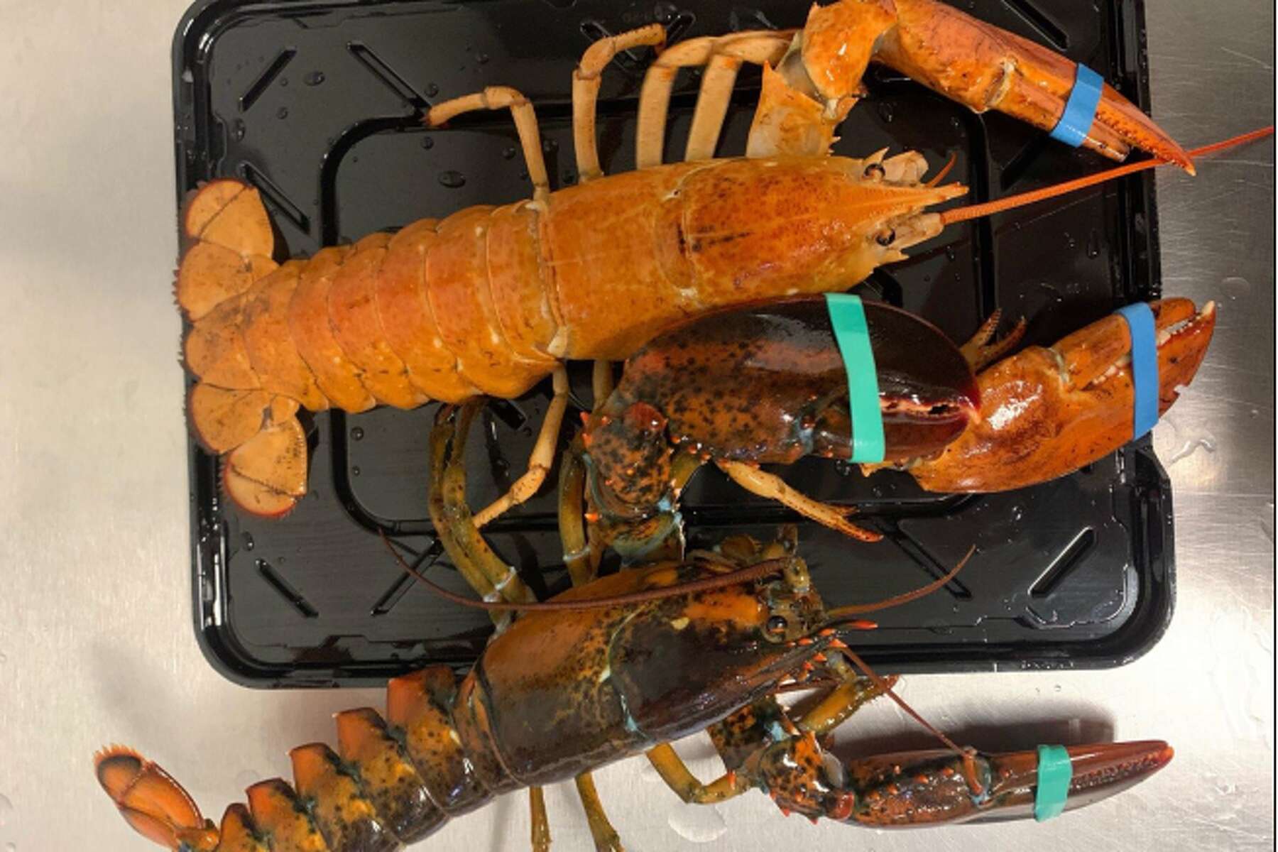 Rarest Lobster In The World