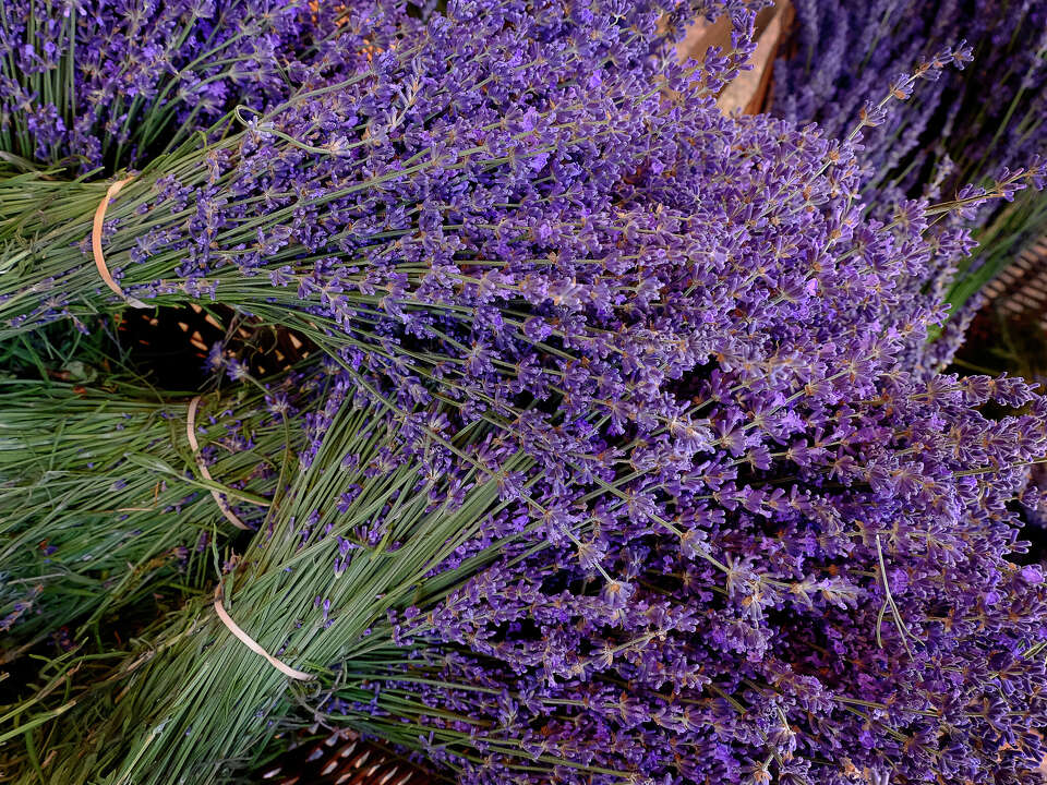 6 stellar lavender farms in Texas to visit right now